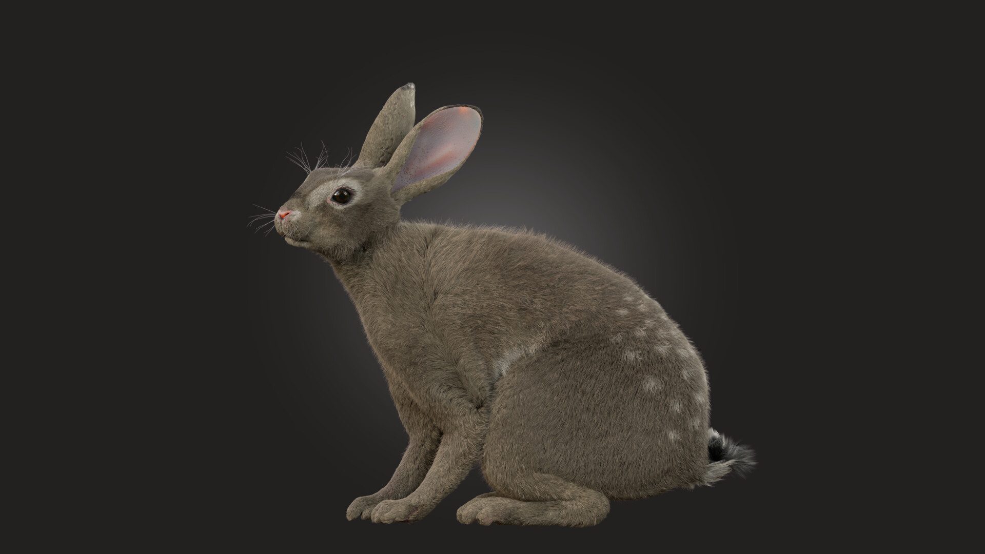 ArtStation - Rabbit