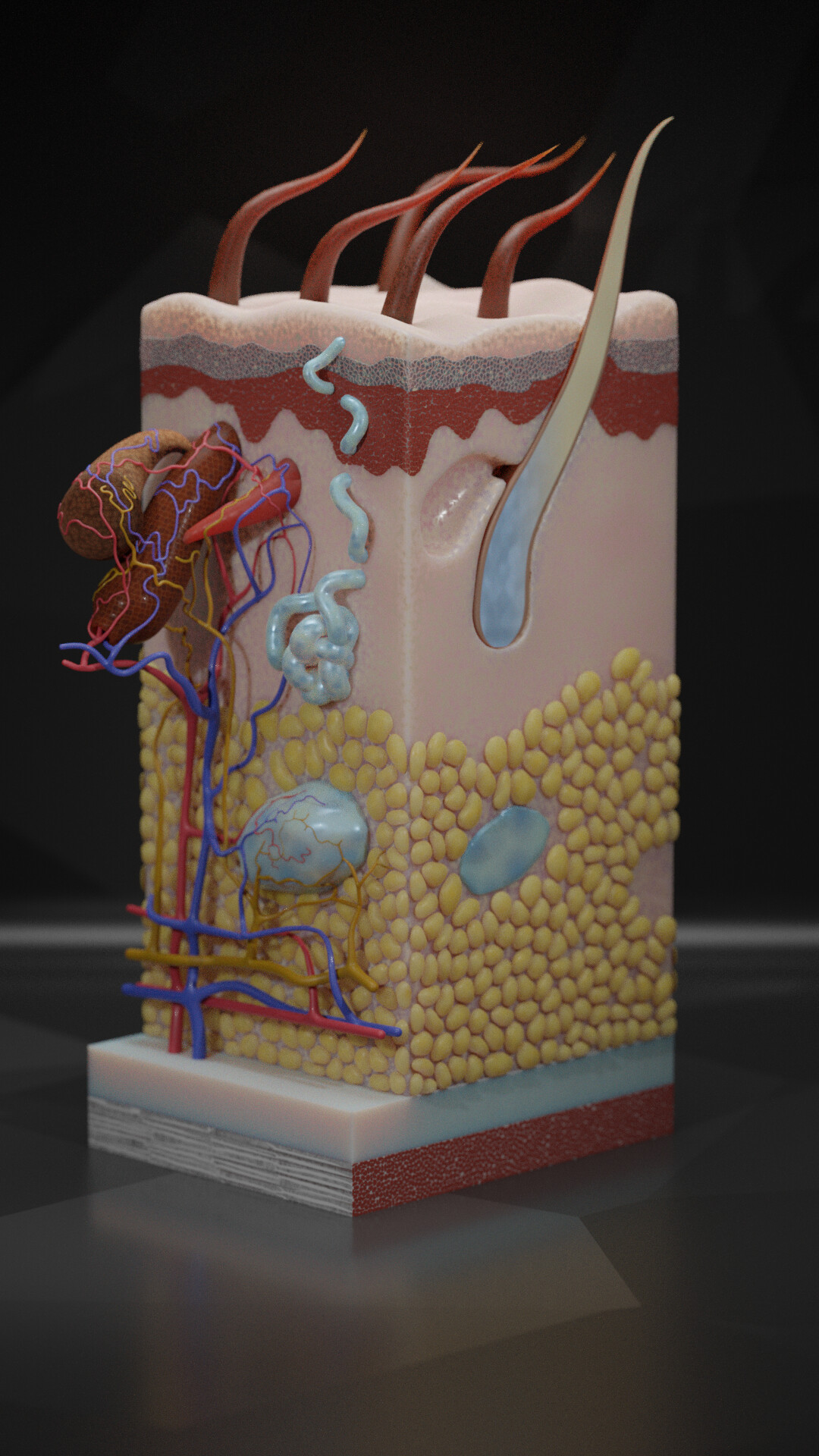 ArtStation - Skin Cross Section