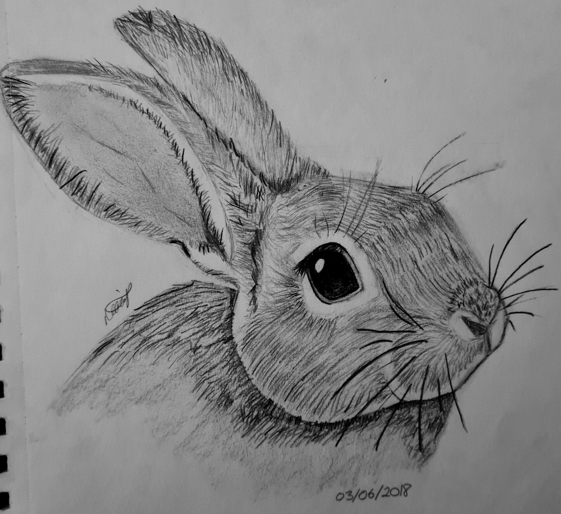 ArtStation - Animal Sketches