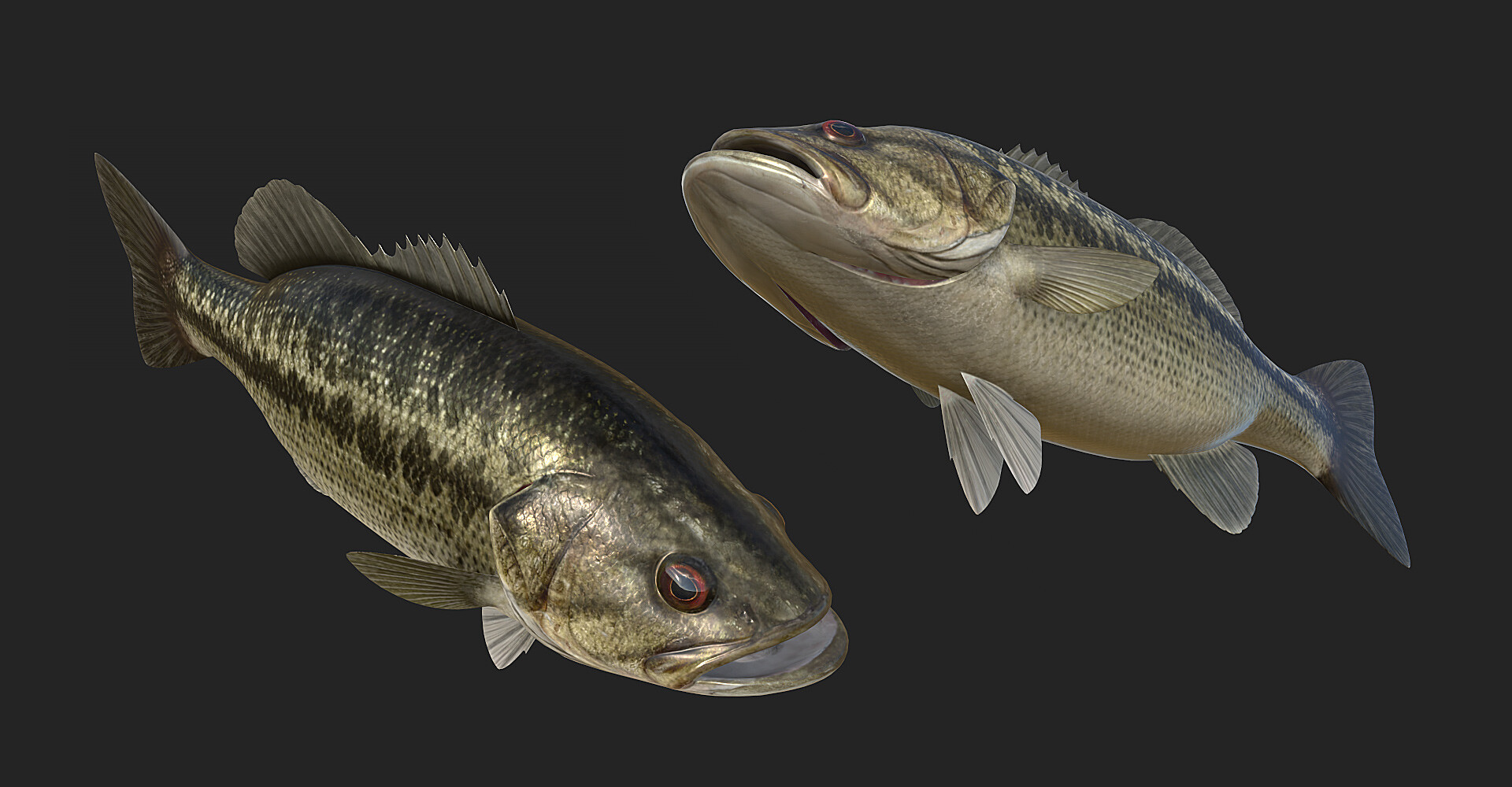 ArtStation - Spotted Bass Fish