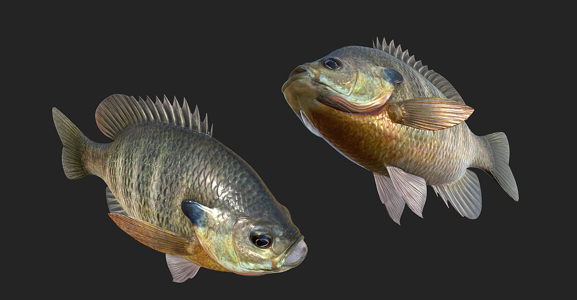 ArtStation - Bluegill Fish