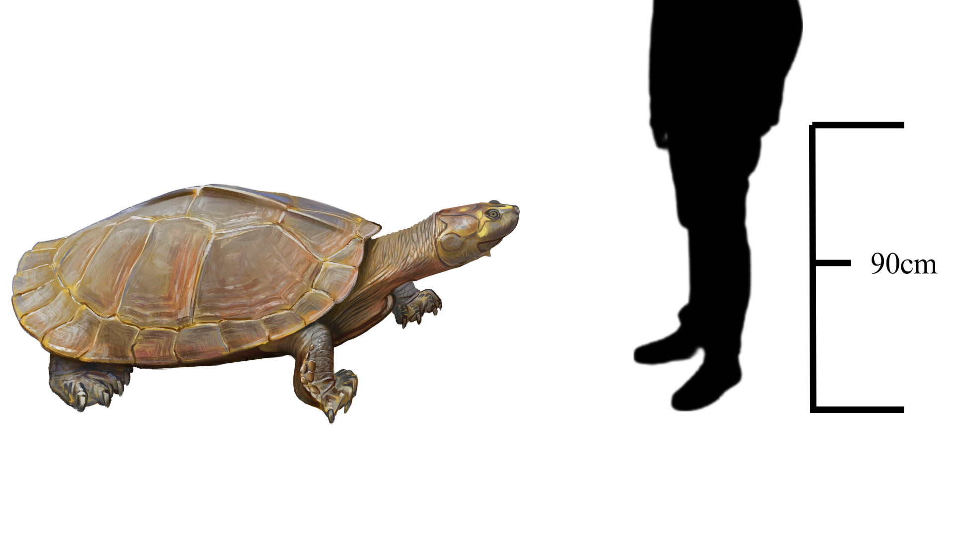 ArtStation - Paleoarte - Podocnemis