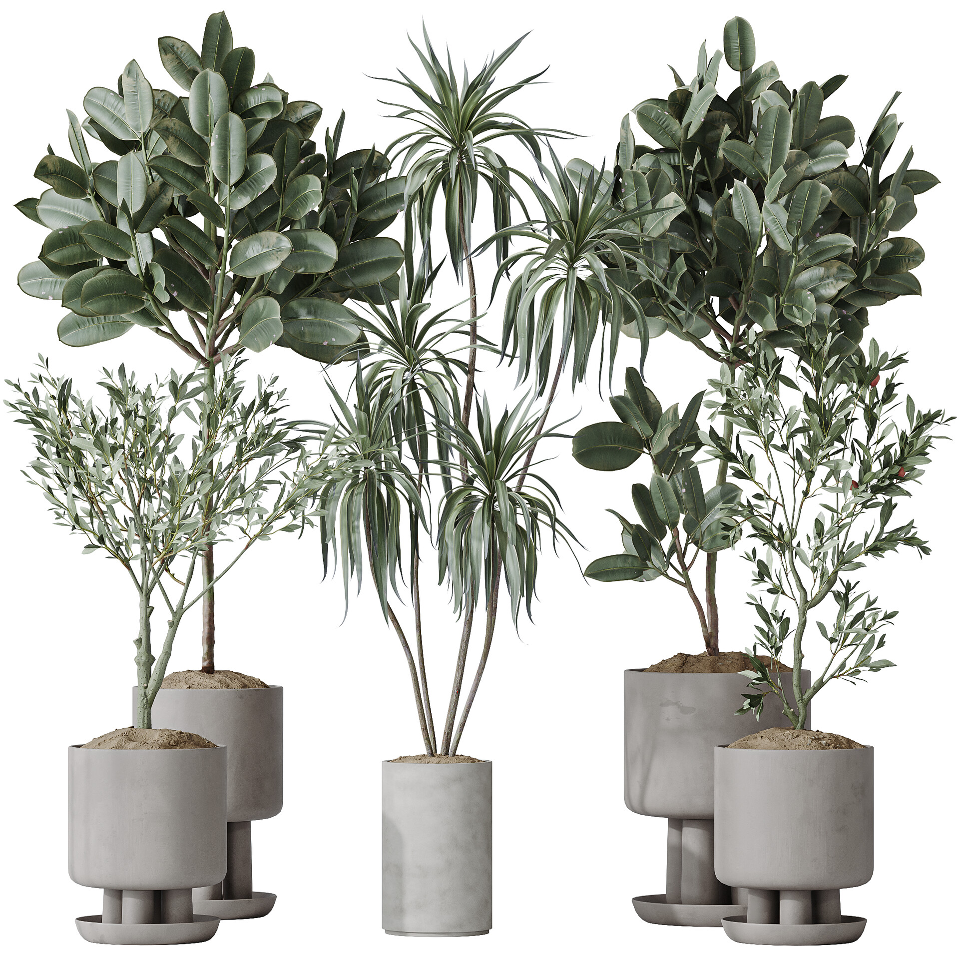 PANDORA Land - Indoor plants set 108 Dracaena Warneckii Lemon Lime and ...