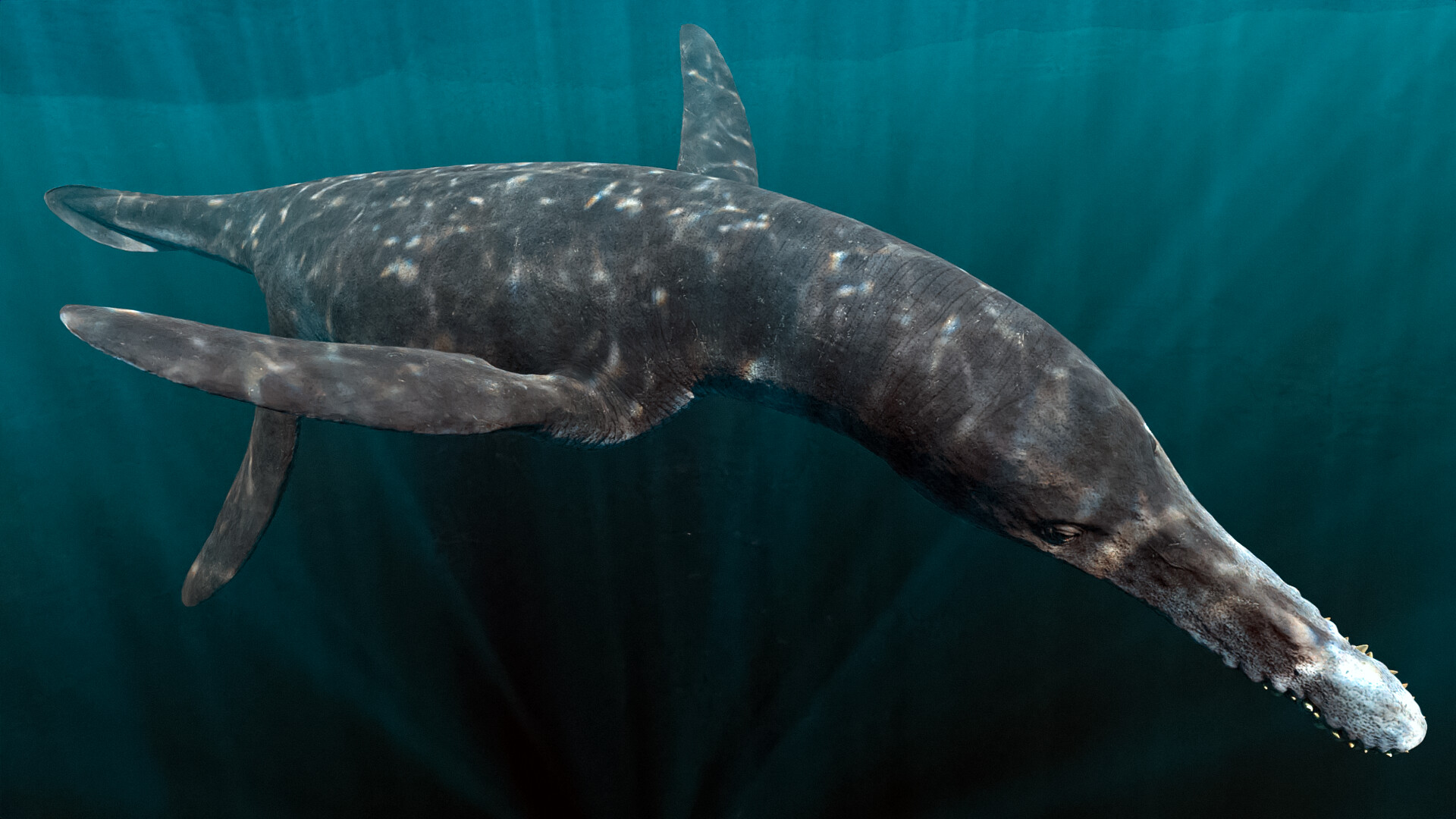 Elasmosáuridos, plesiosaurios de cuello largo en el mar Cretácico ...