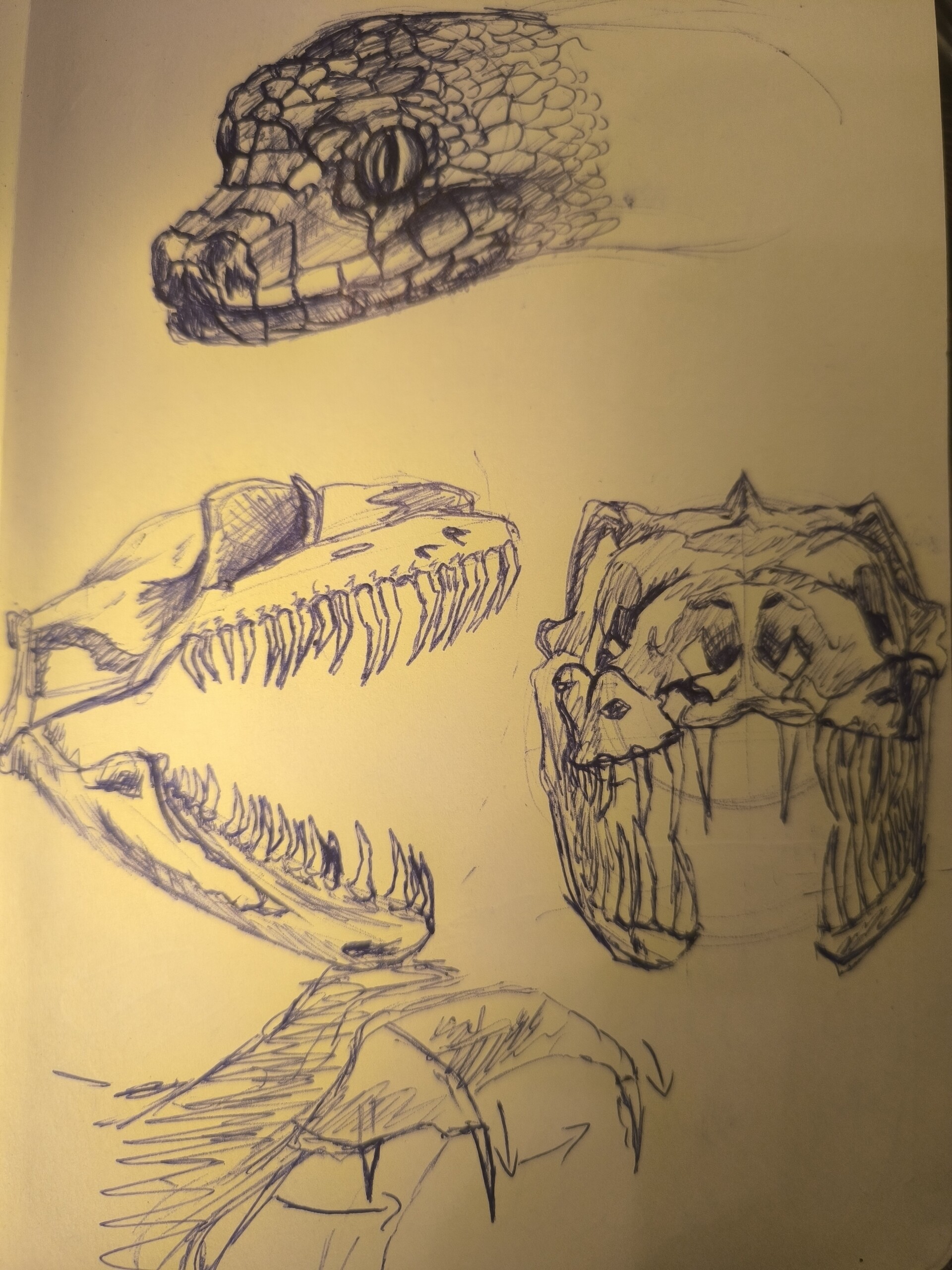 ArtStation - A snake skull study