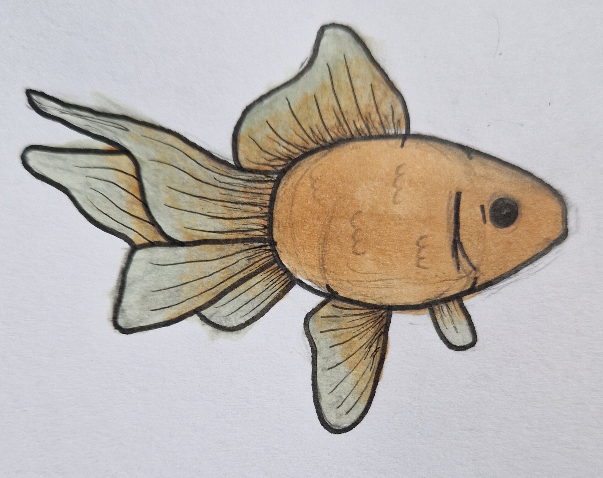 how to draw a real goldfish