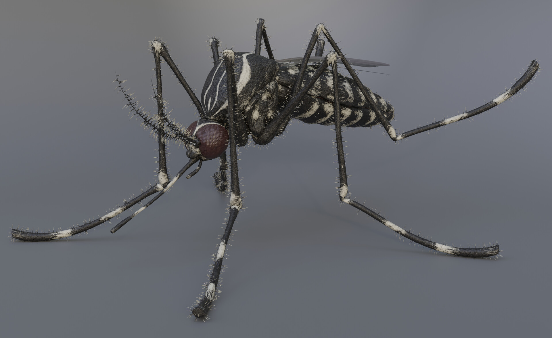 ArtStation - Aedes albopictus (Real time model)