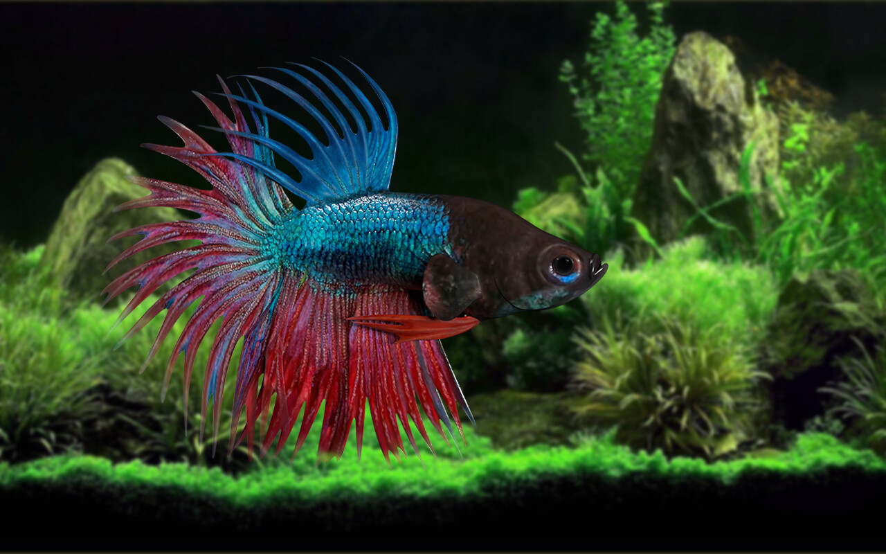 ArtStation - Crowntail Beta Fish
