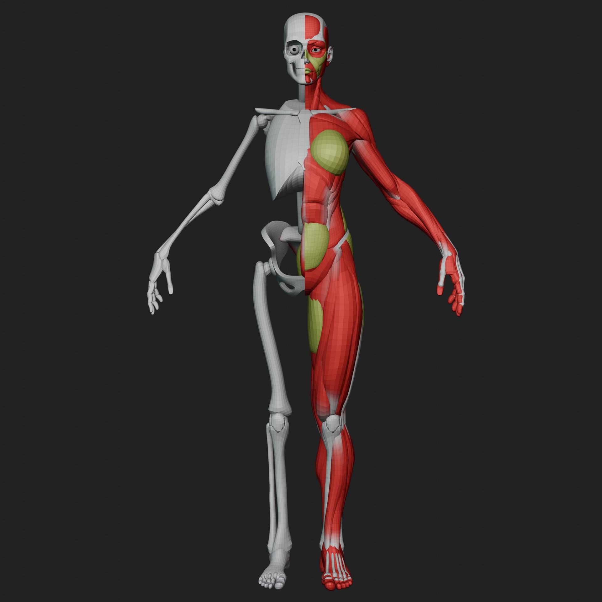 George Zaky - Ultimate Stylized Female Anatomy Ecorche