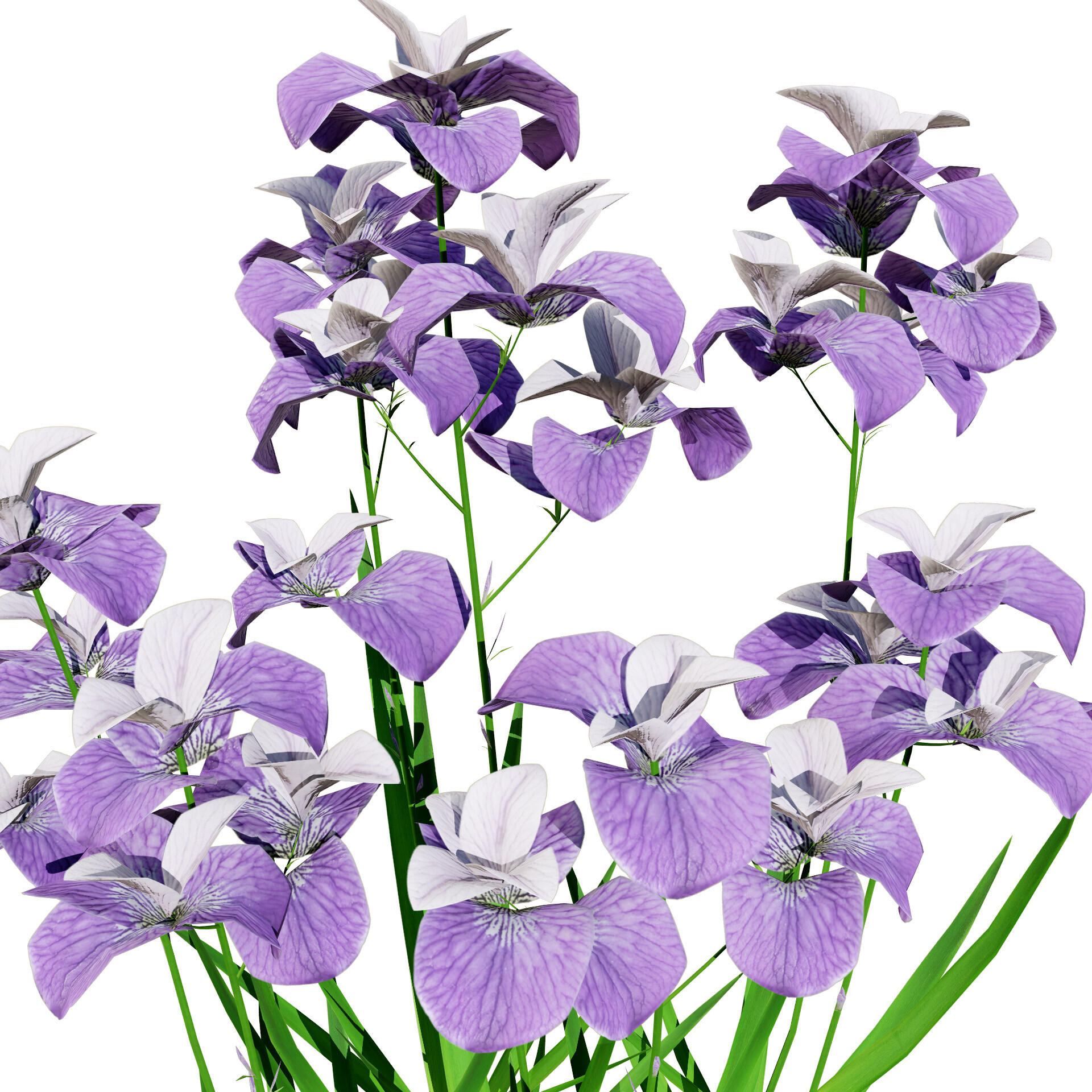 ArtStation - Iris pallida flowering plants