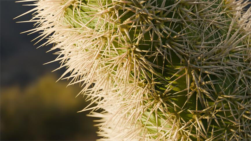ArtStation - Jumping Cholla