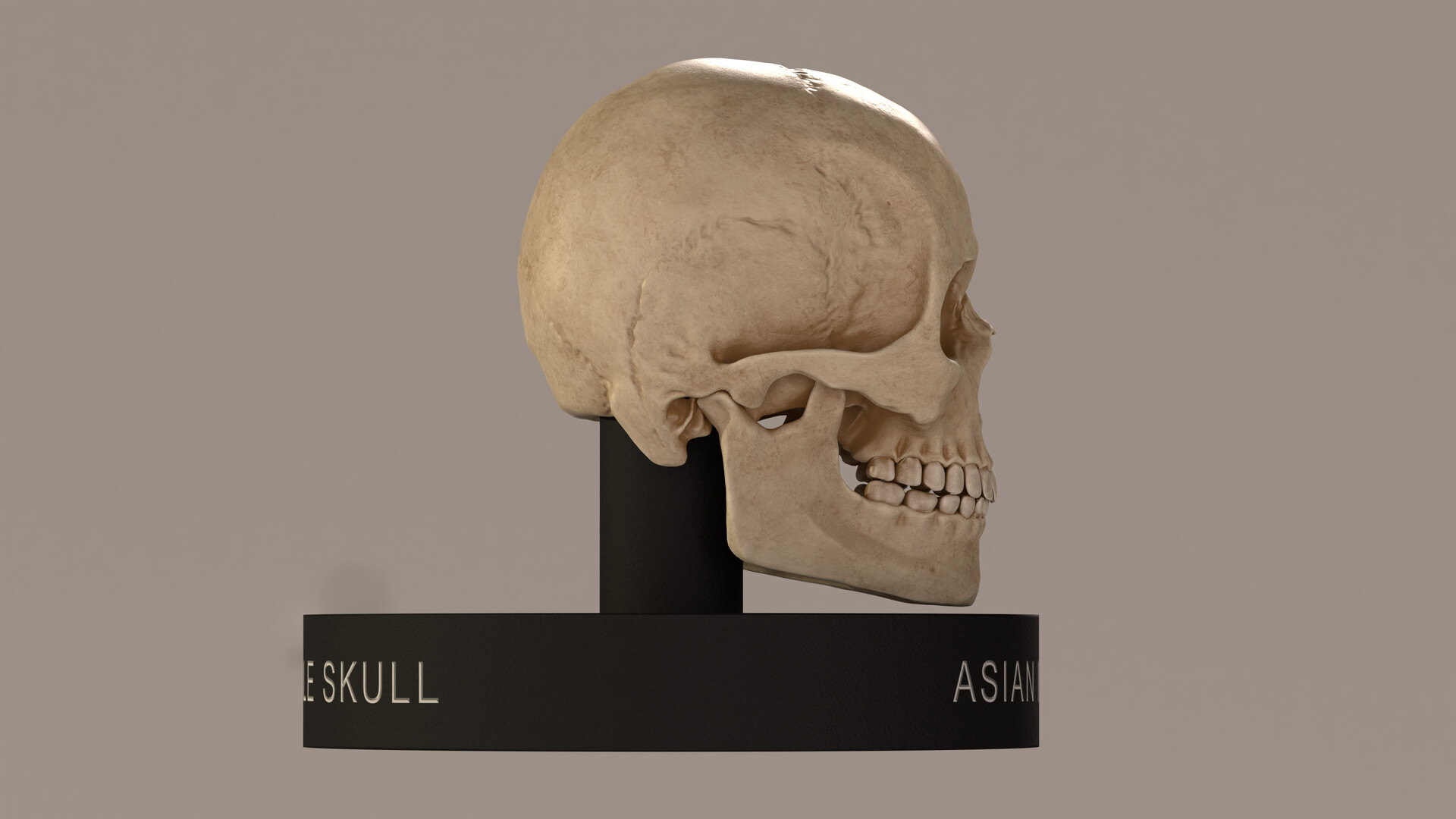 asian skull structure