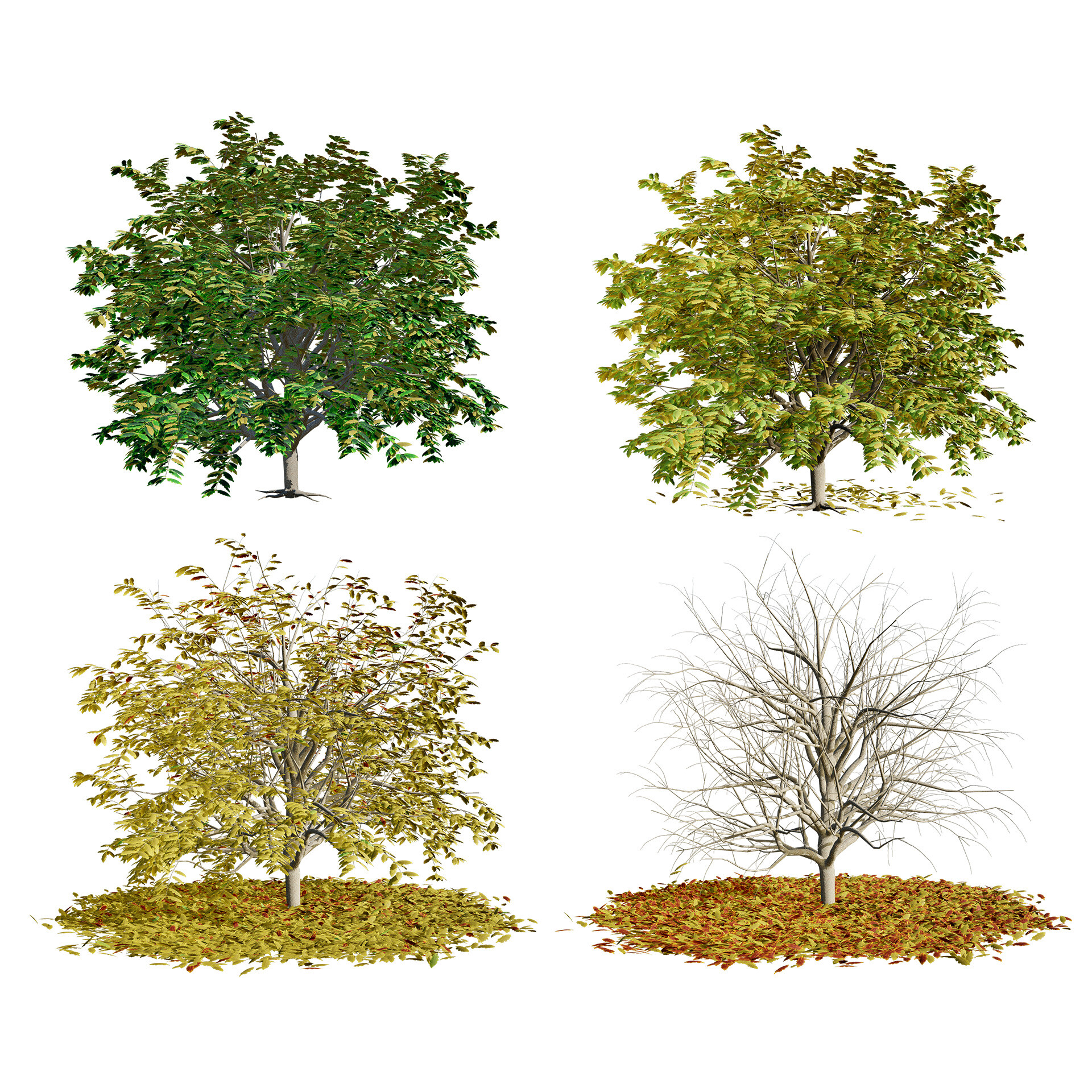 ArtStation - All-Seasons Tree 3D Model