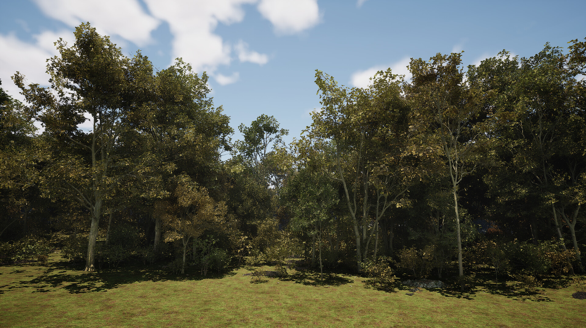 Jakub Zaręba - Big forest generator