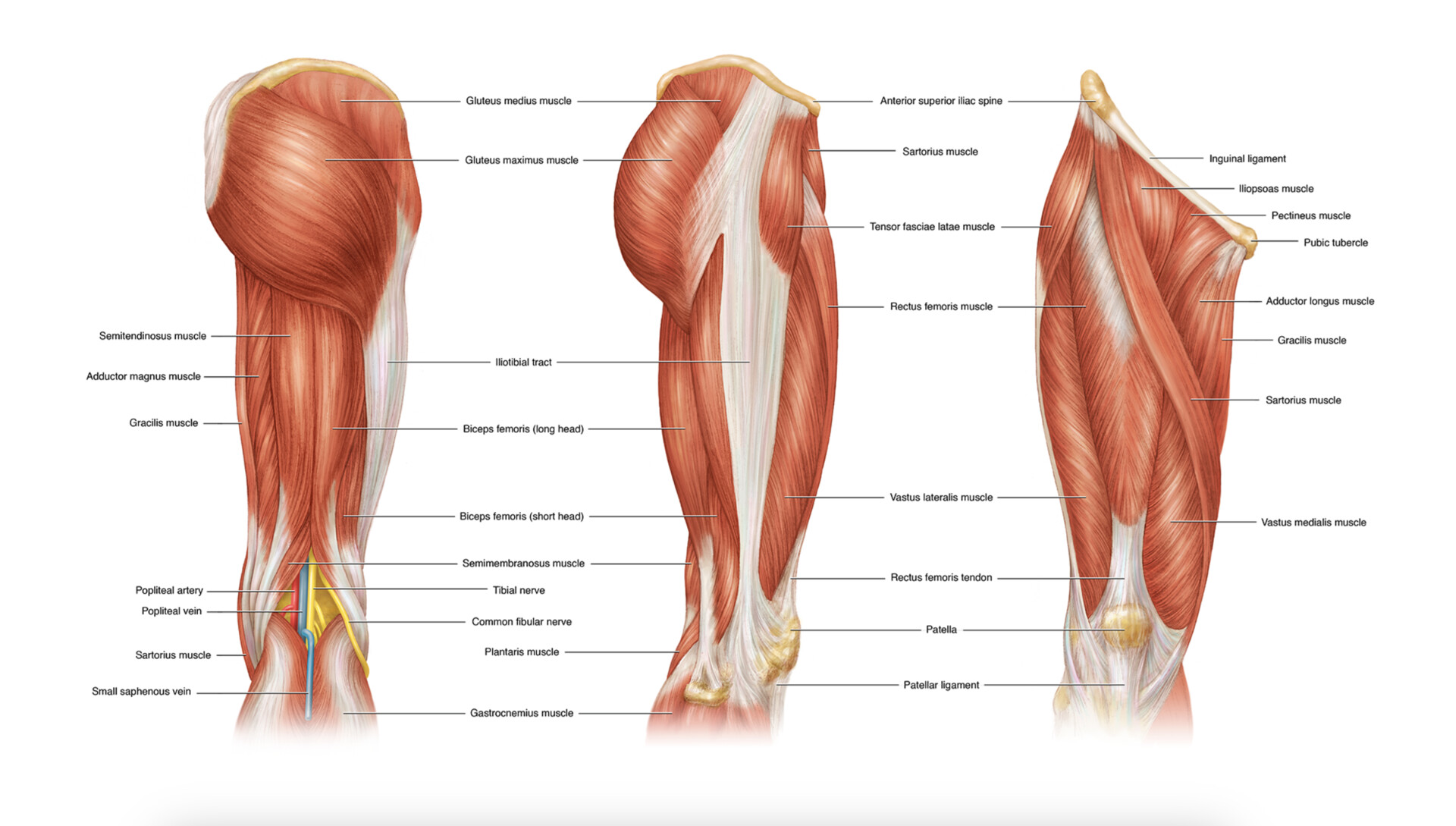 ArtStation - Thigh Muscle Anatomy Illustration