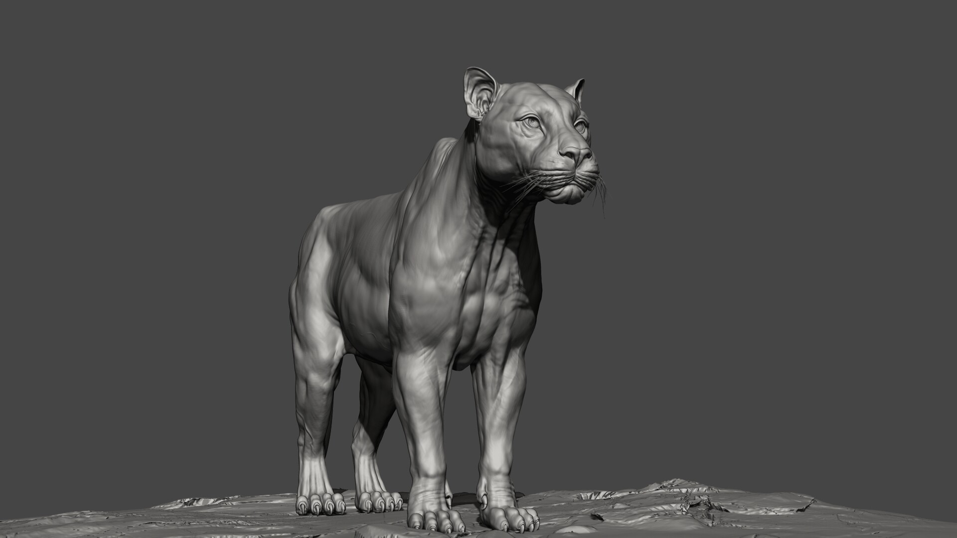 ArtStation - TIGER ANATOMY