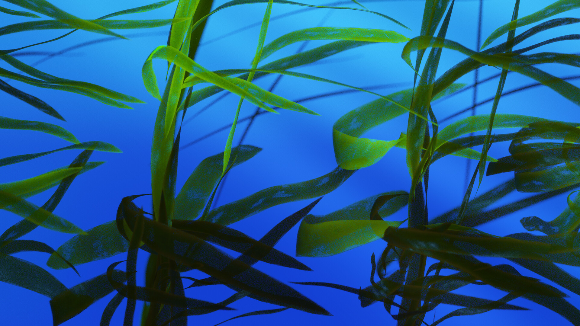 ArtStation - Kelp Forest