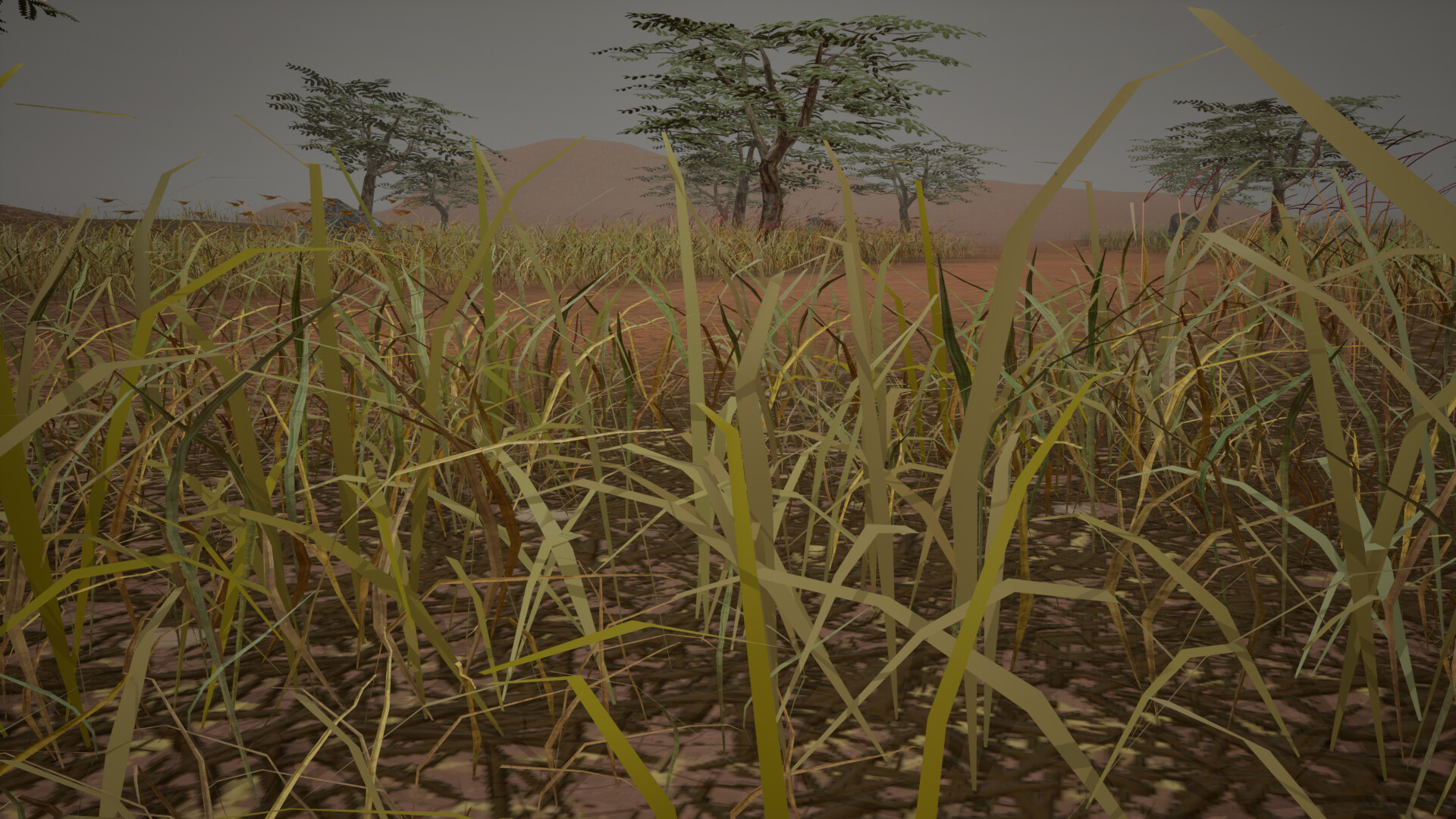 Sigrid Amazona - Savannah Field