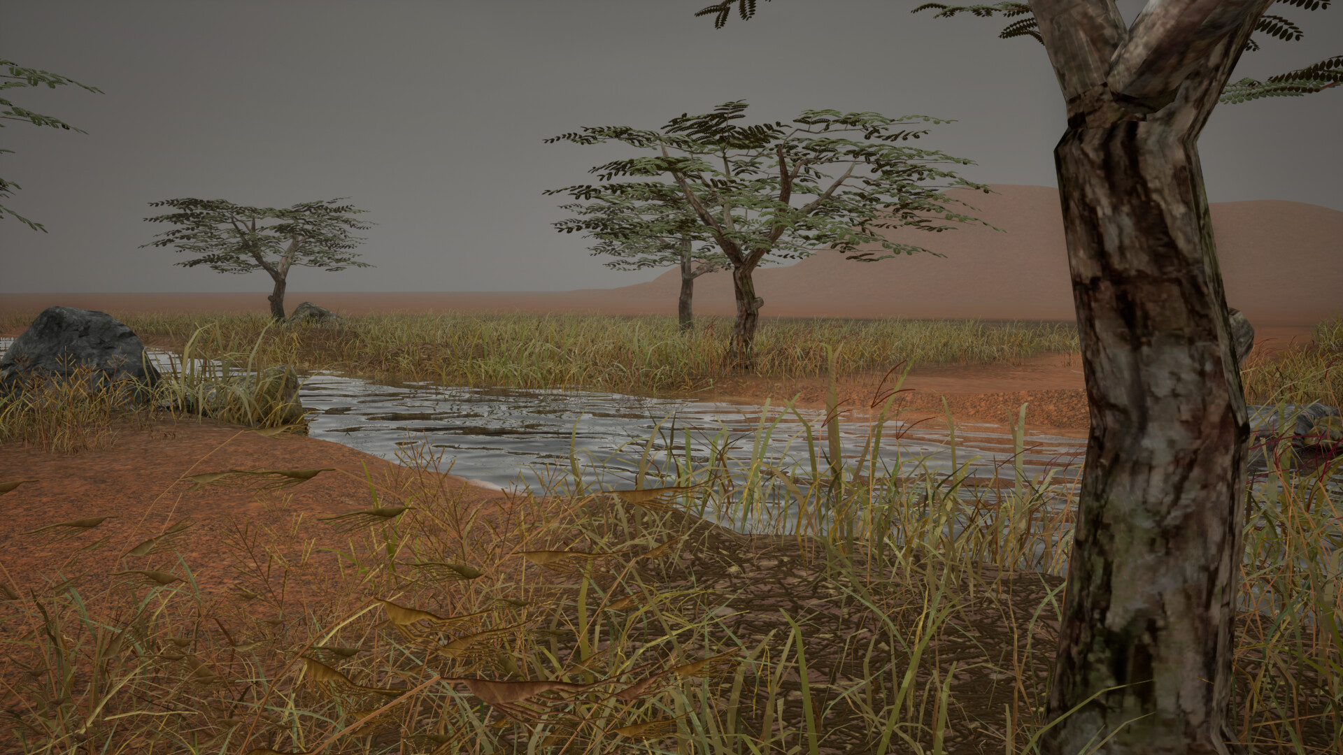 Sigrid Amazona - Savannah Field