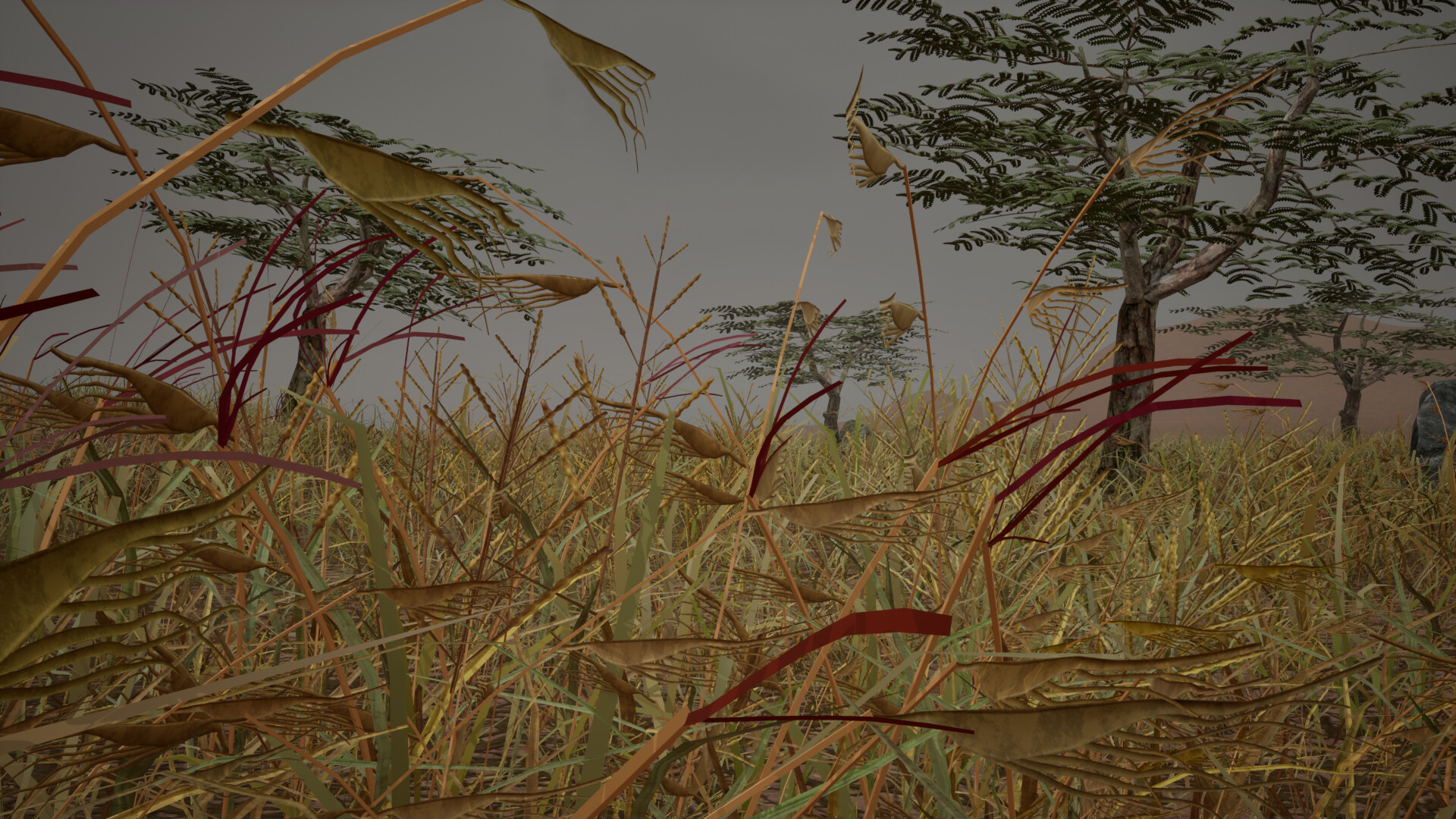 Sigrid Amazona - Savannah Field