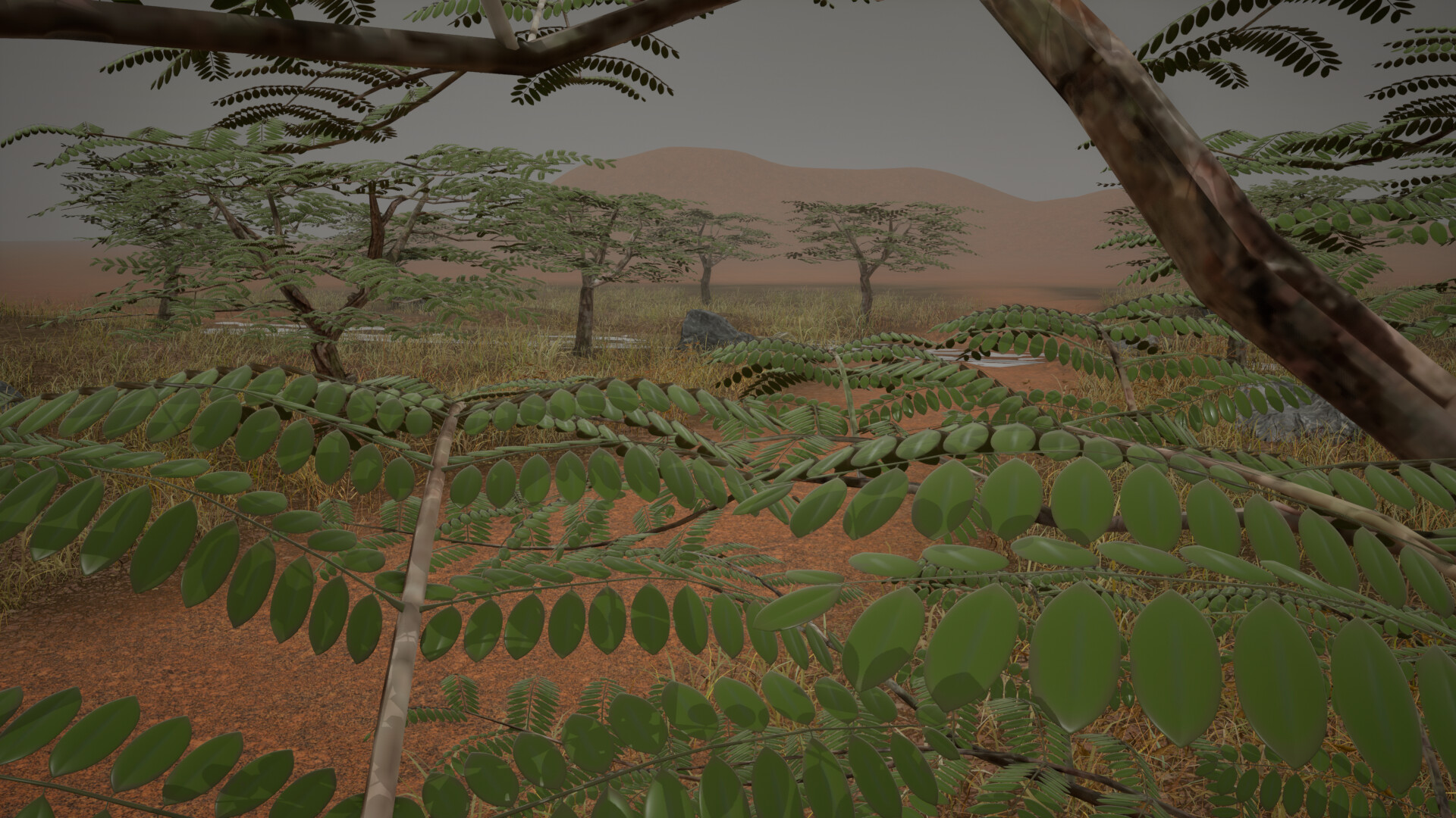 Sigrid Amazona - Savannah Field