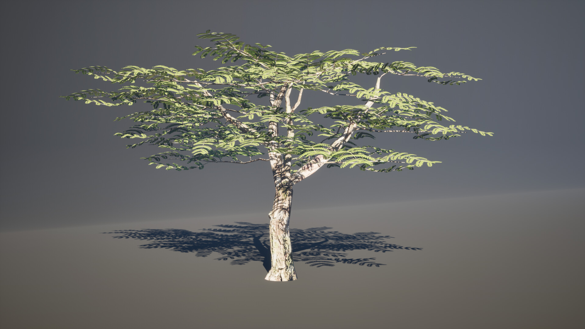 Sigrid Amazona - Savannah Field