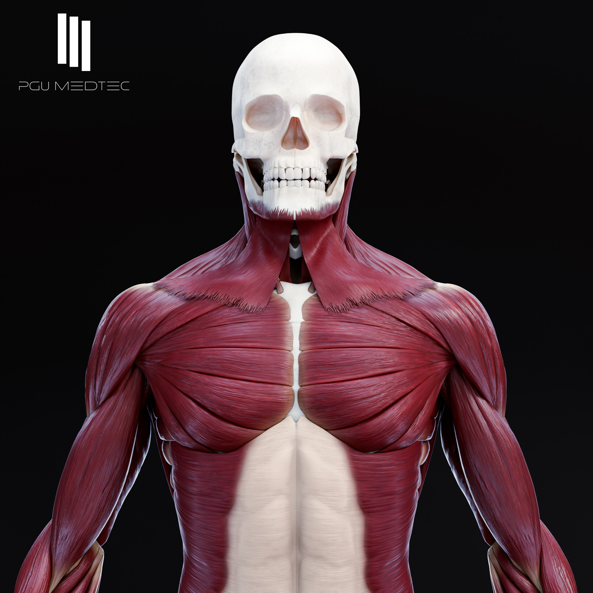ArtStation - Male Anatomy Study - Muscular System