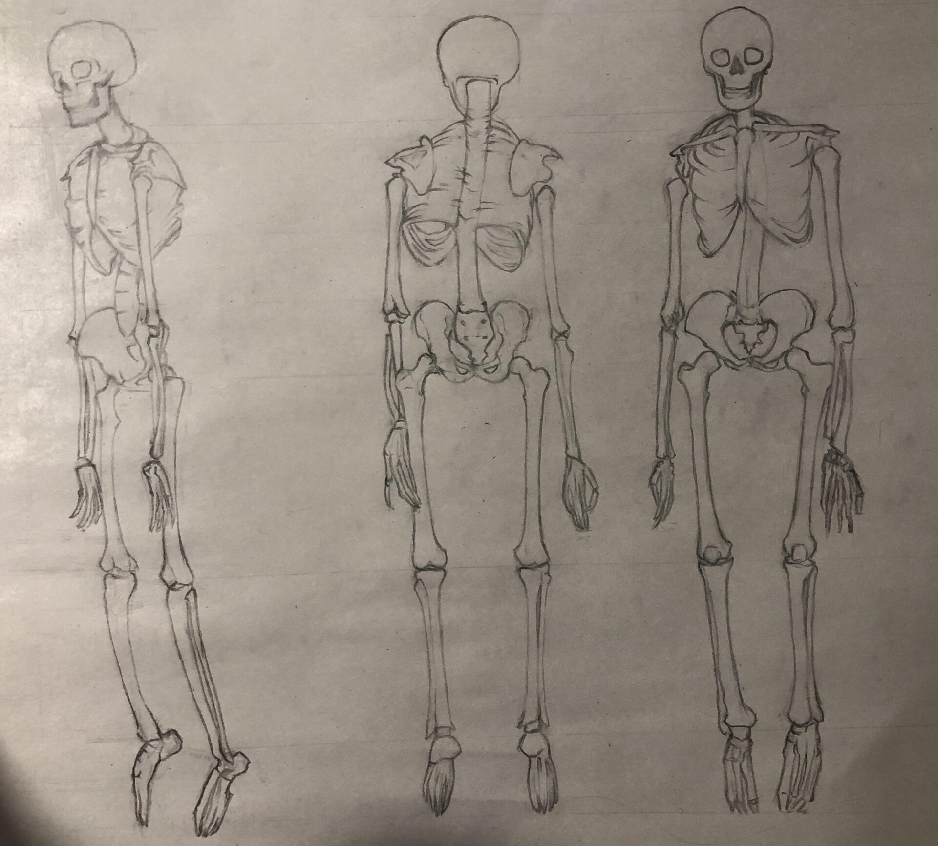 ArtStation - Skeleton