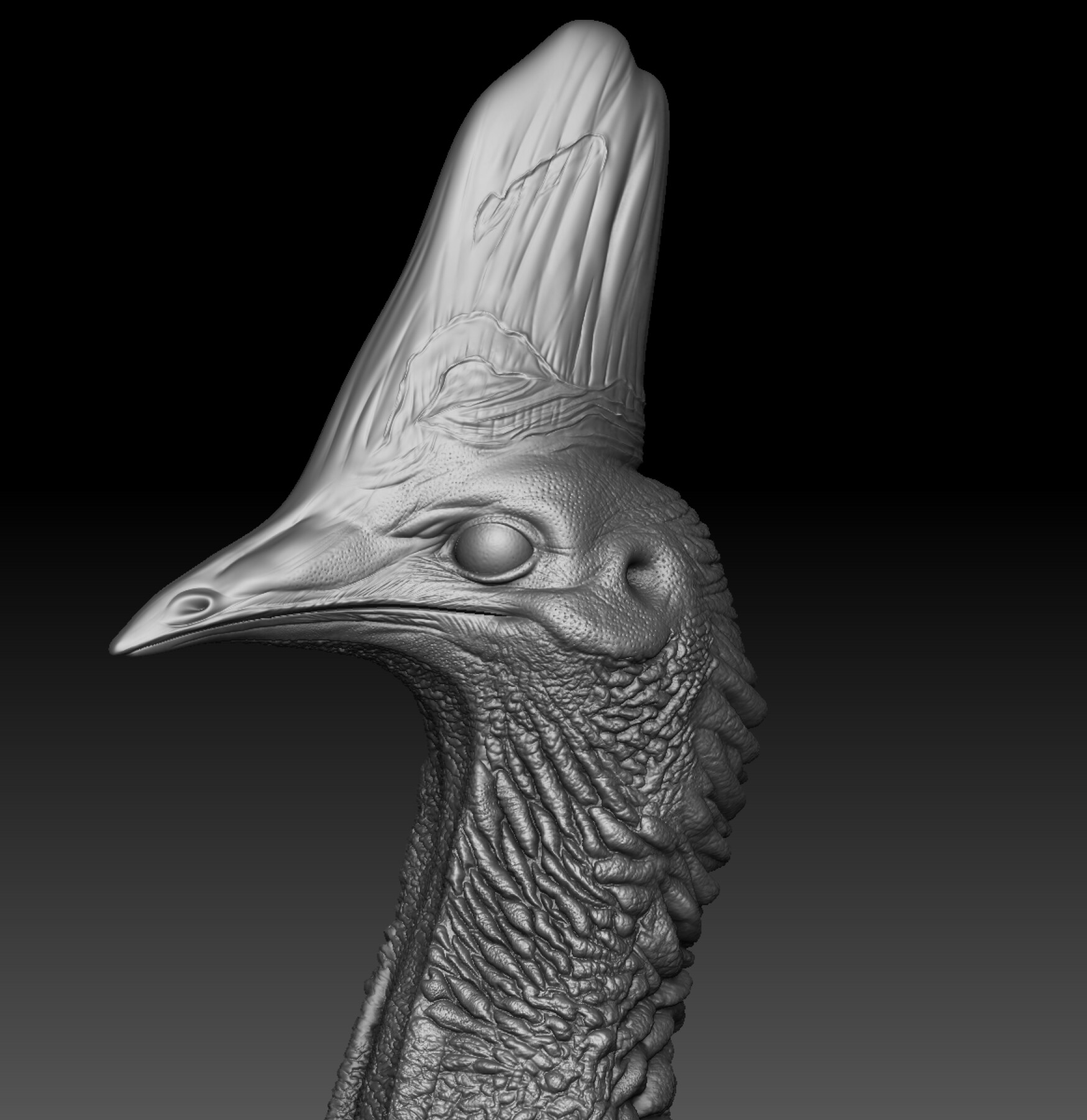 ArtStation - Cassowary