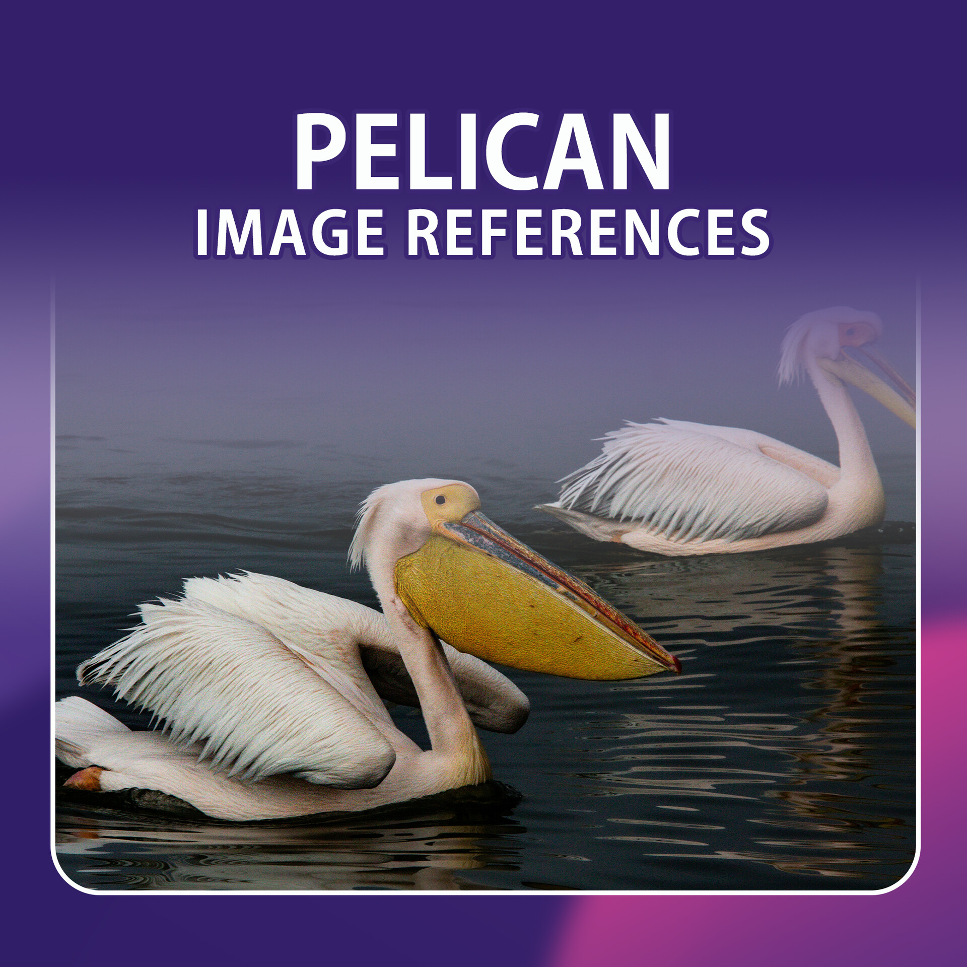 ArtStation - 400 Pelican Reference Pack – Vol 1