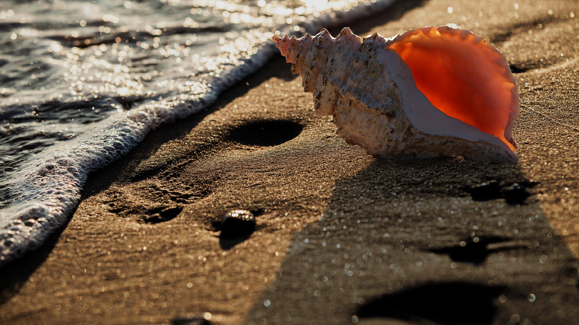 ArtStation - Conch Shell