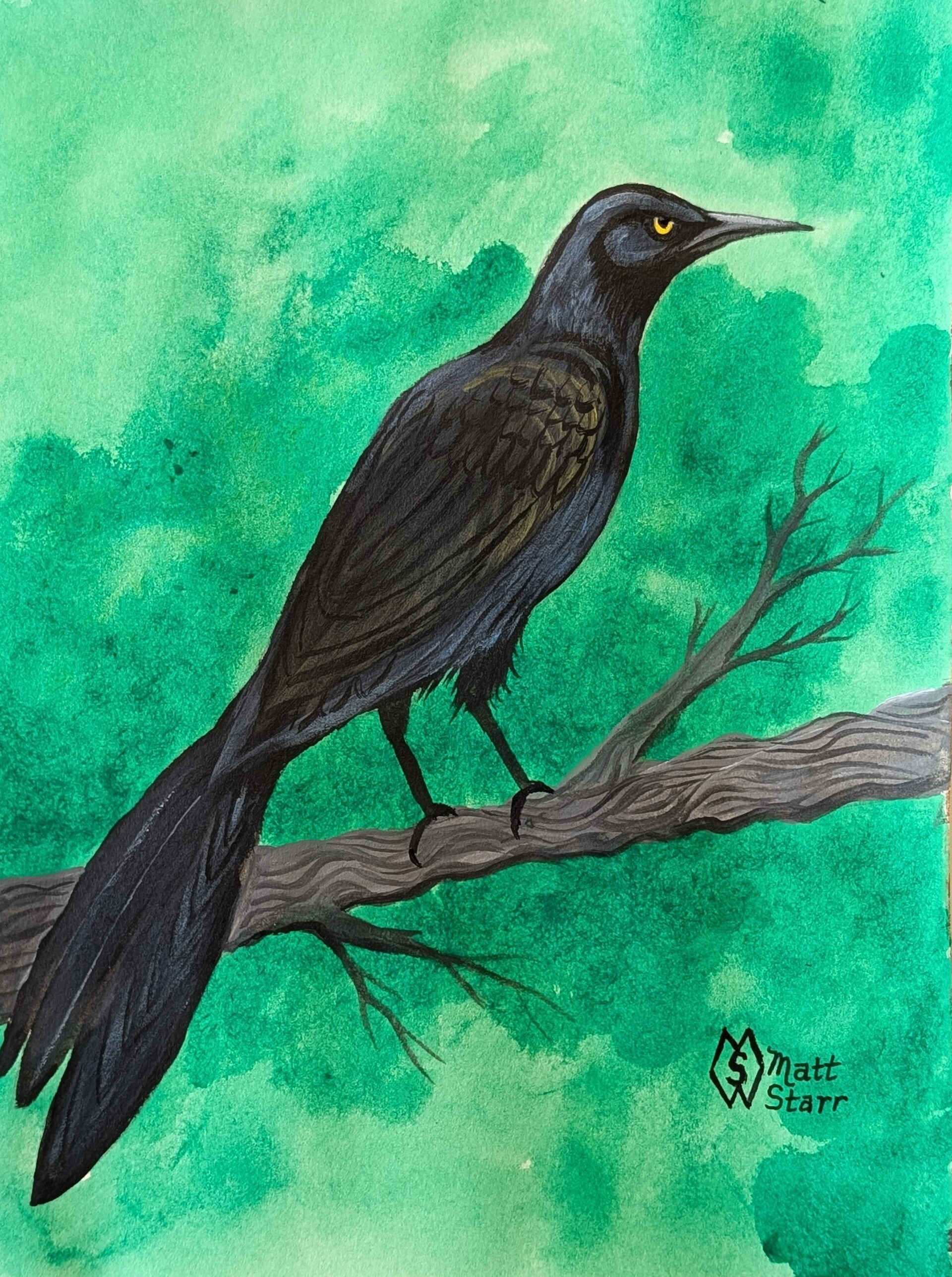ArtStation - A great-tailed grackle perched in a tree