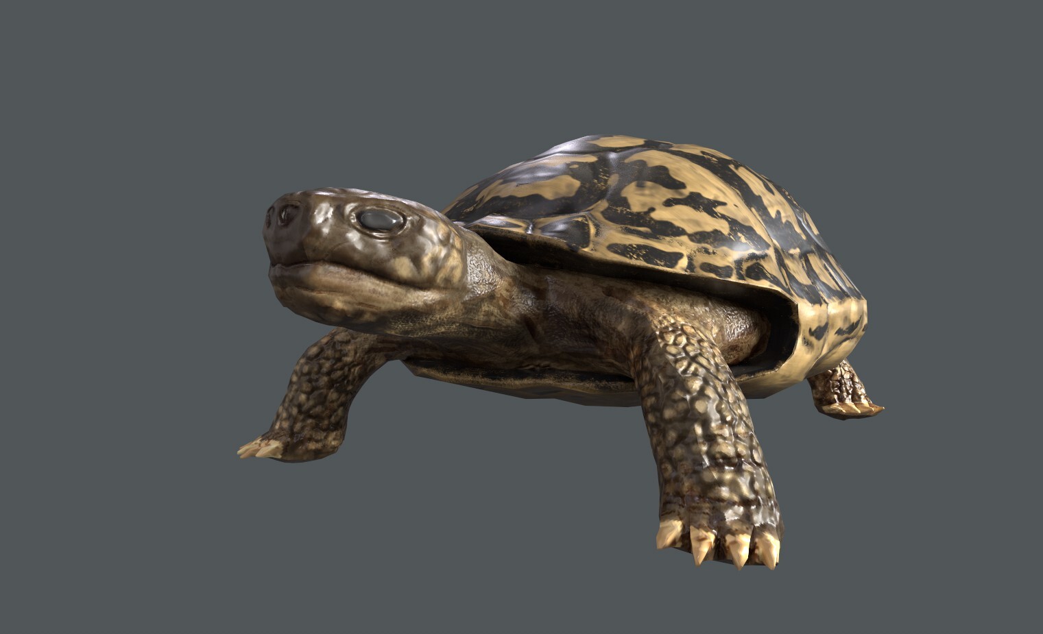 Thomas Jennings - Tortoise