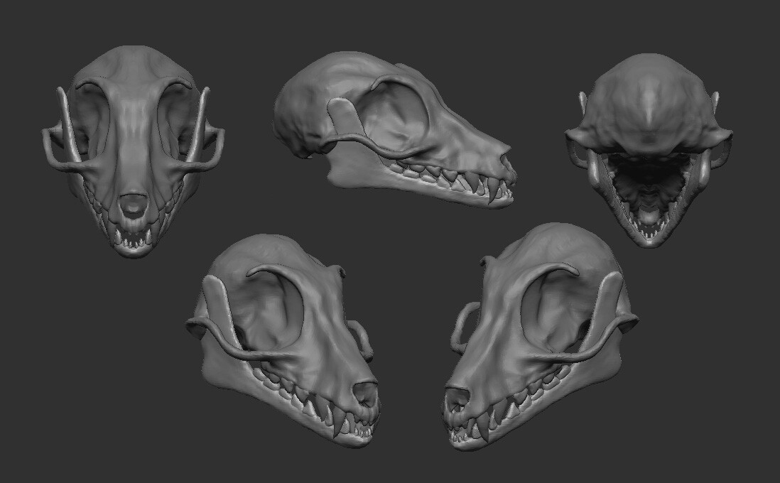 ArtStation - Fruit Bat Skull