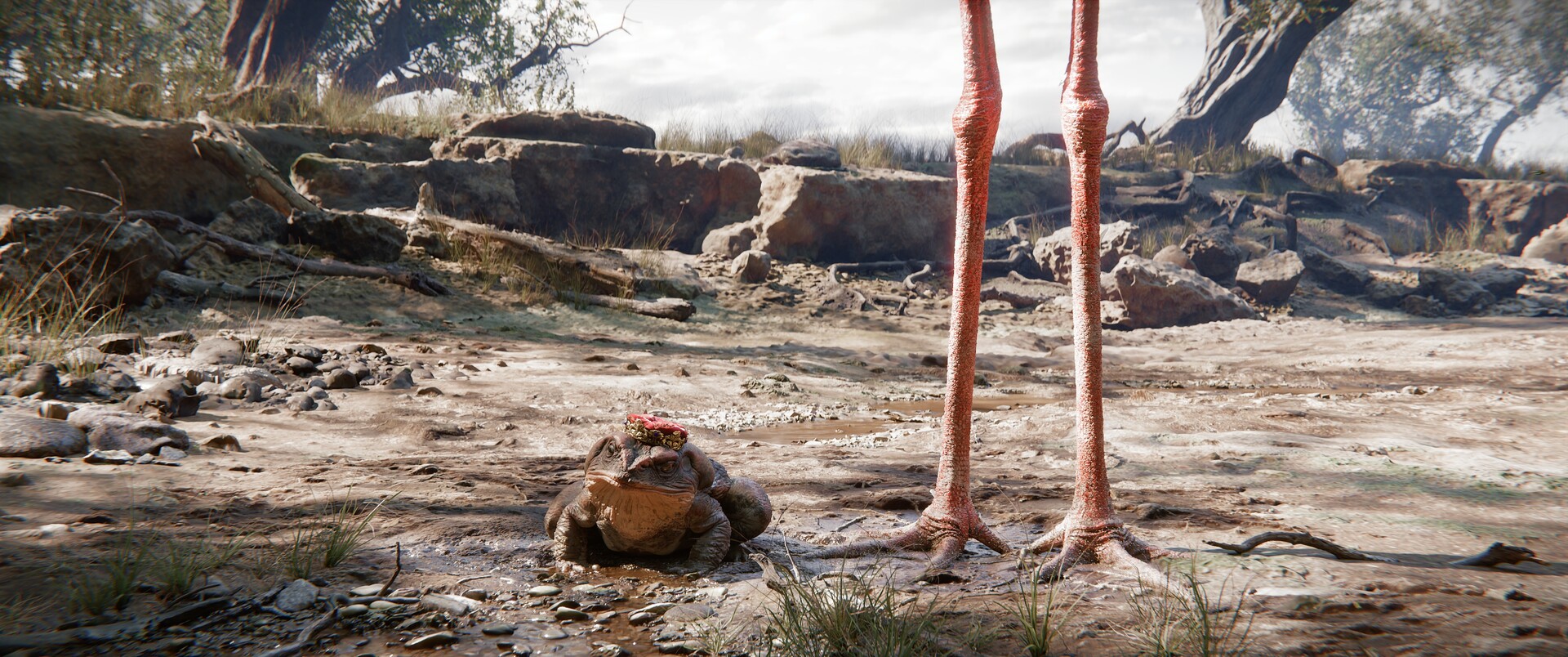 Tomasz Zarucki - TOAD