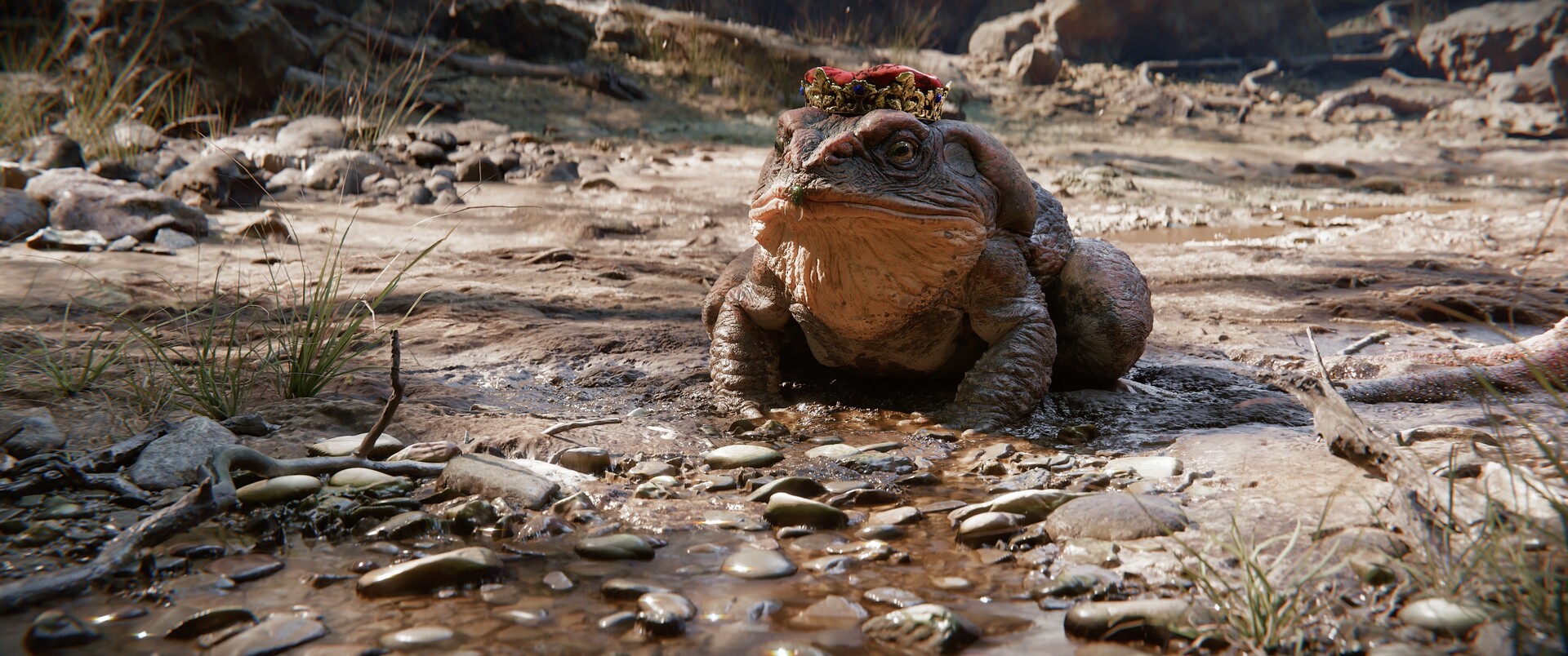 Tomasz Zarucki - TOAD