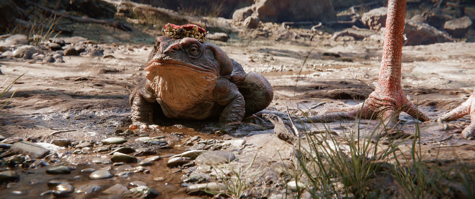 Tomasz Zarucki - TOAD