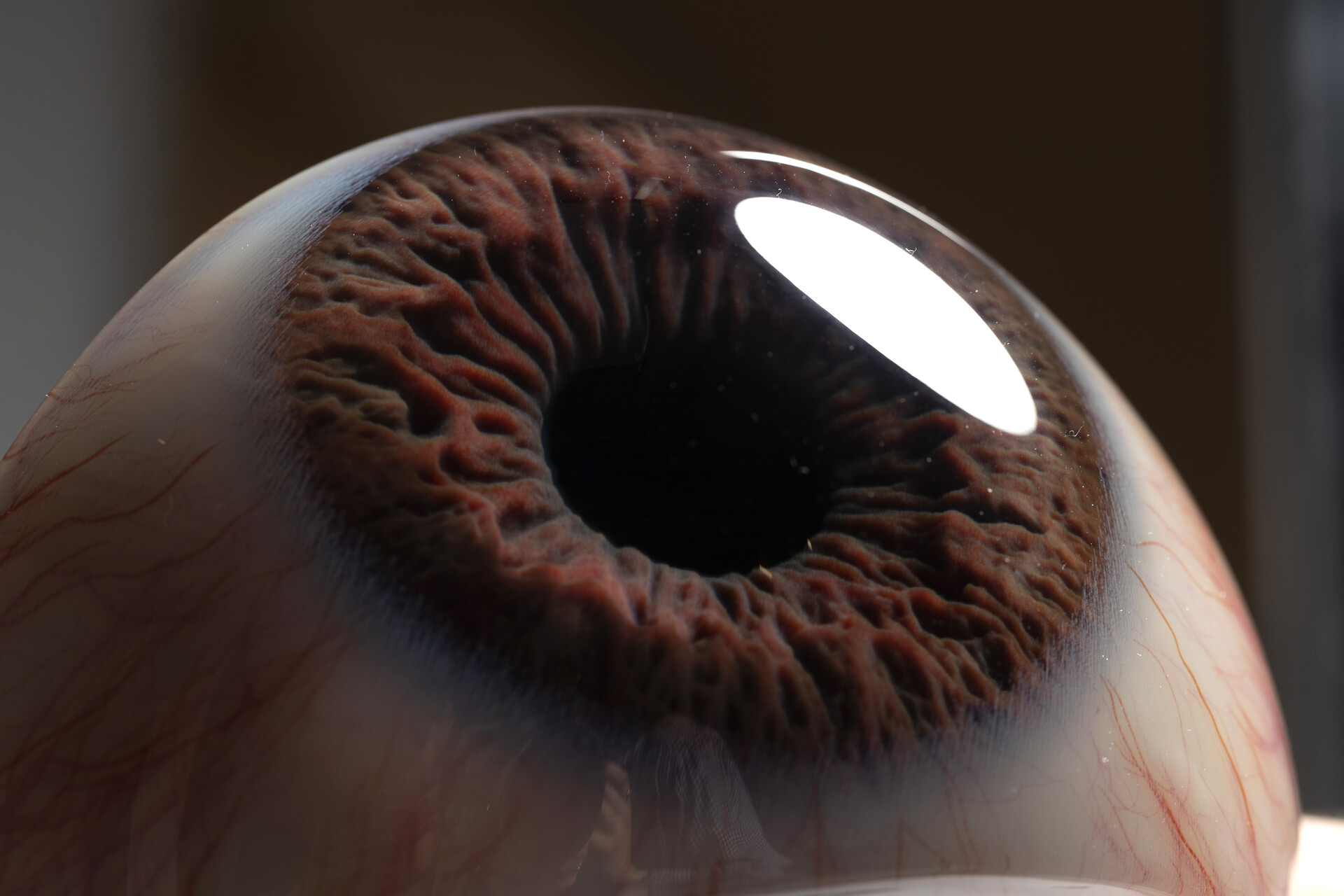 Tor Robinson - 8:1 Scale 3D Printed Eyes