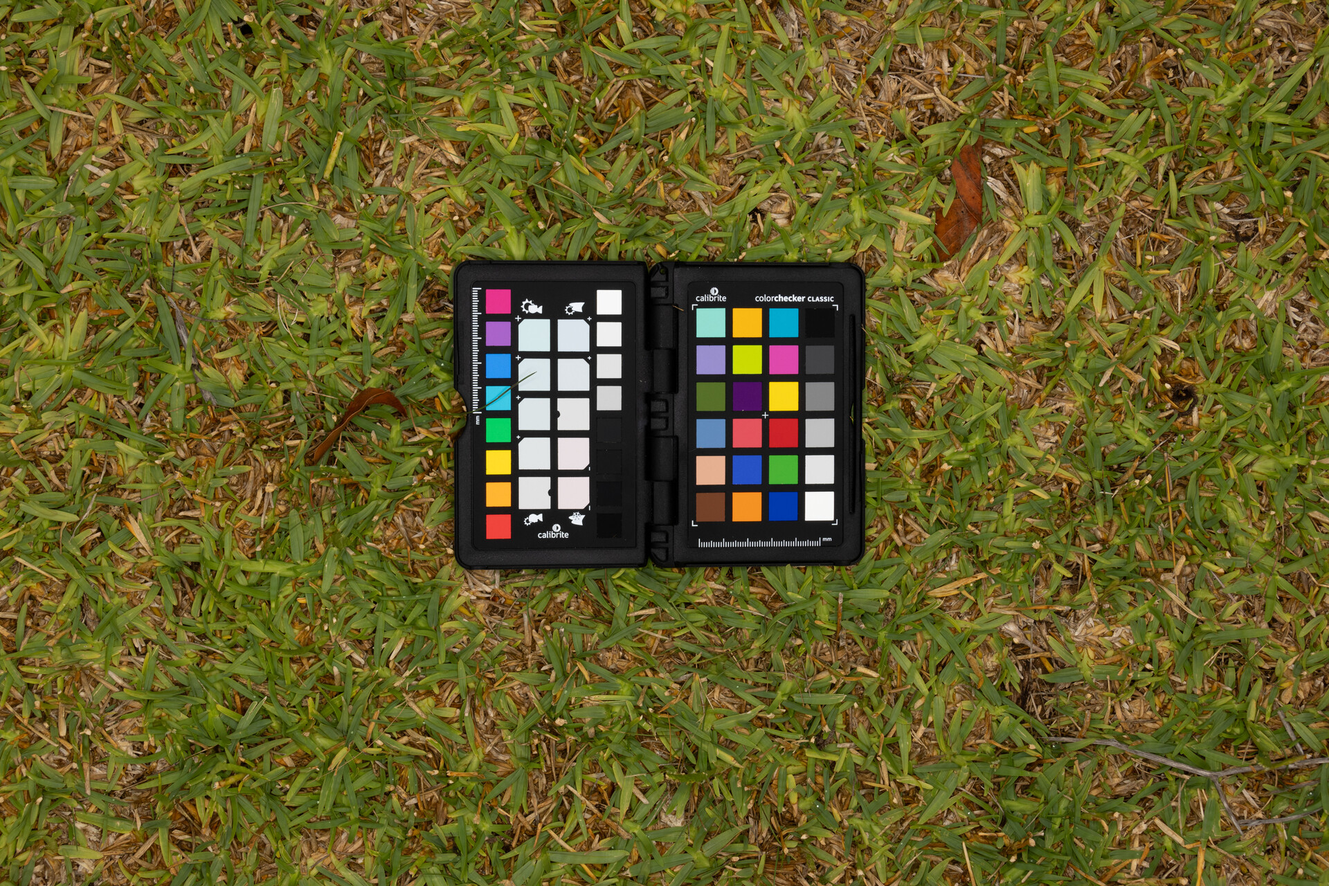 Max Kutsenko - Grass scan