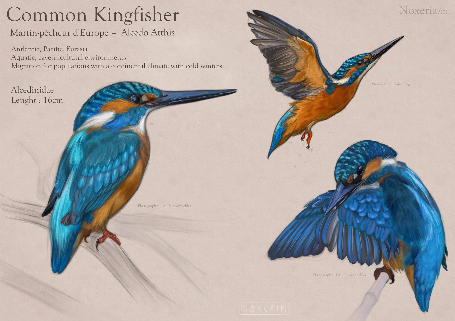 ArtStation - Study - Common Kingfisher