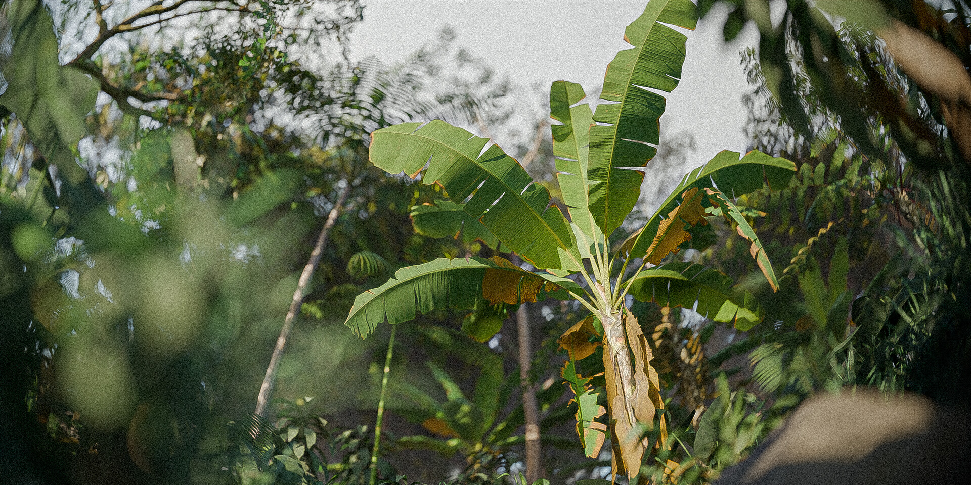 ArtStation - Blender Realistic Jungle Generator