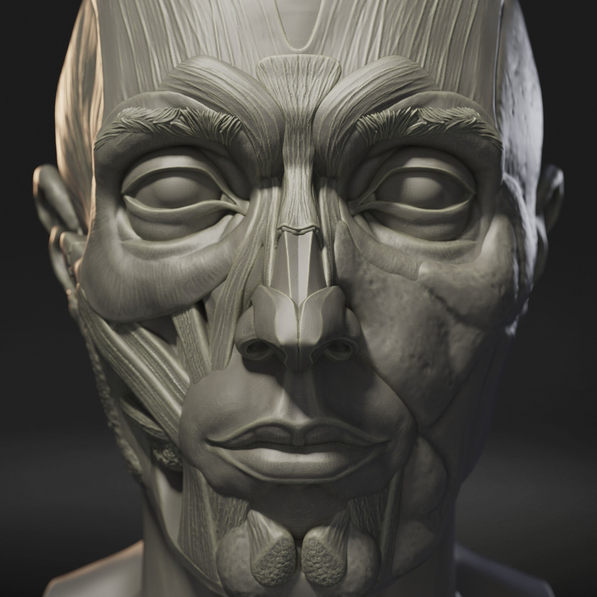 Andre Drozdov - Écorché study