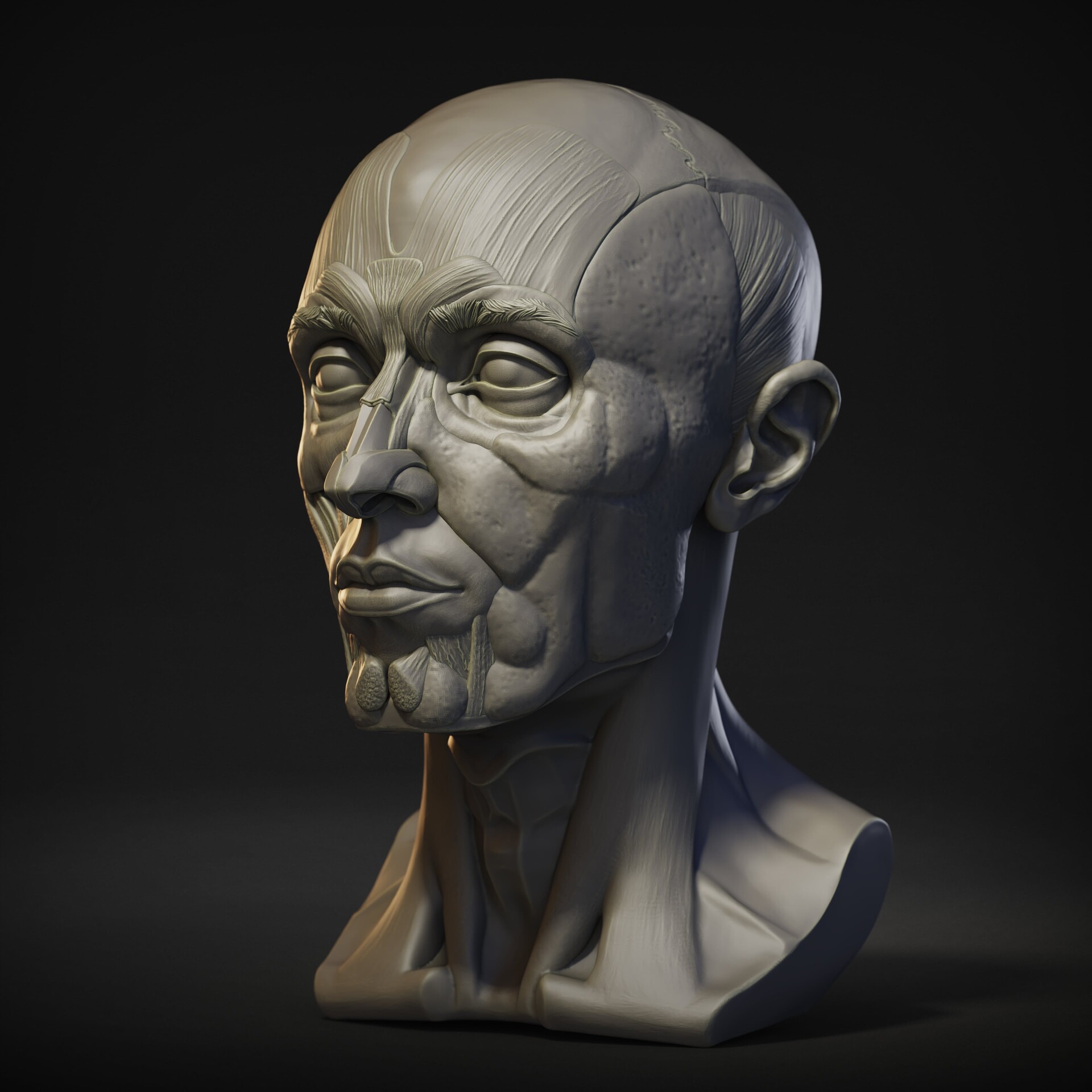 Andre Drozdov - Écorché study