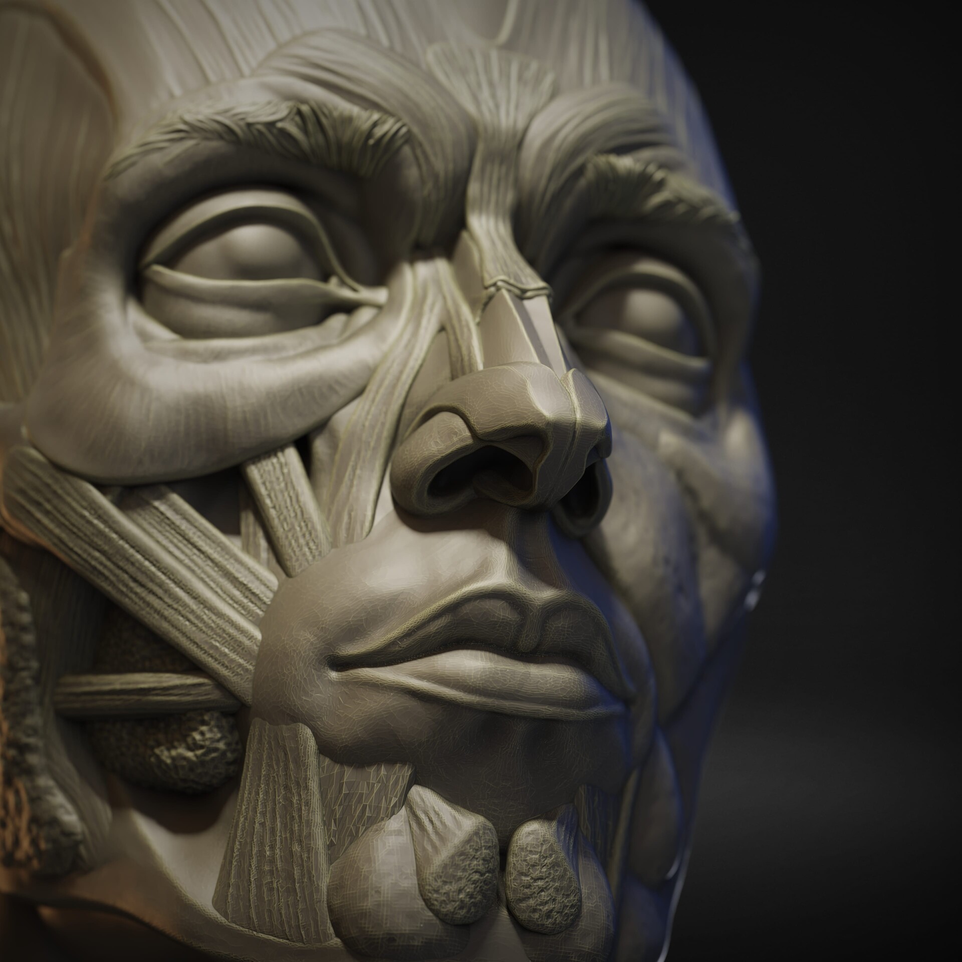 Andre Drozdov - Écorché study