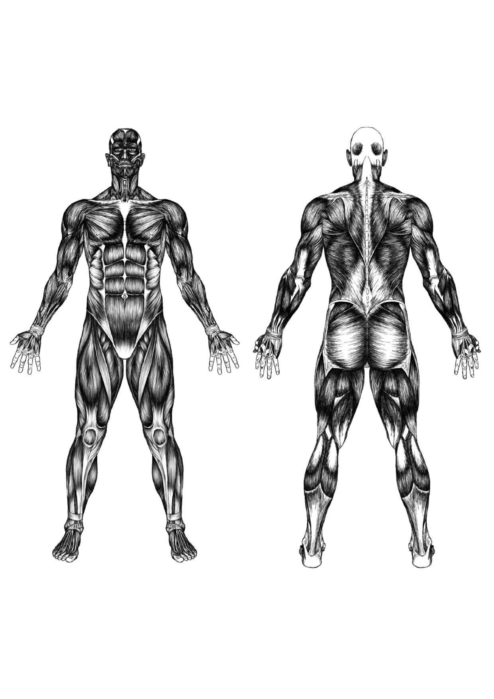 ArtStation - Anatomy and Muscle