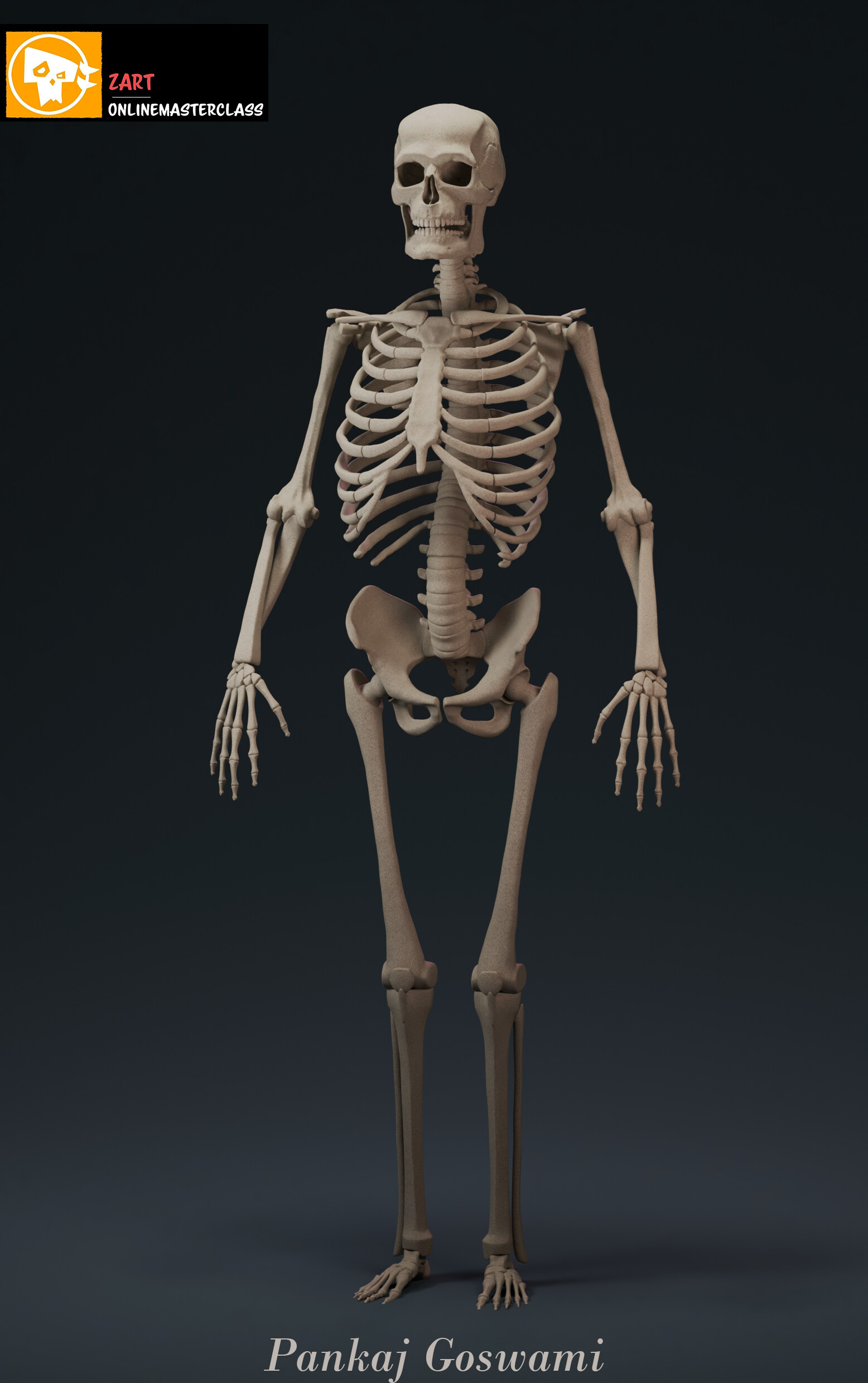 ArtStation - Human Skull & Skeleton