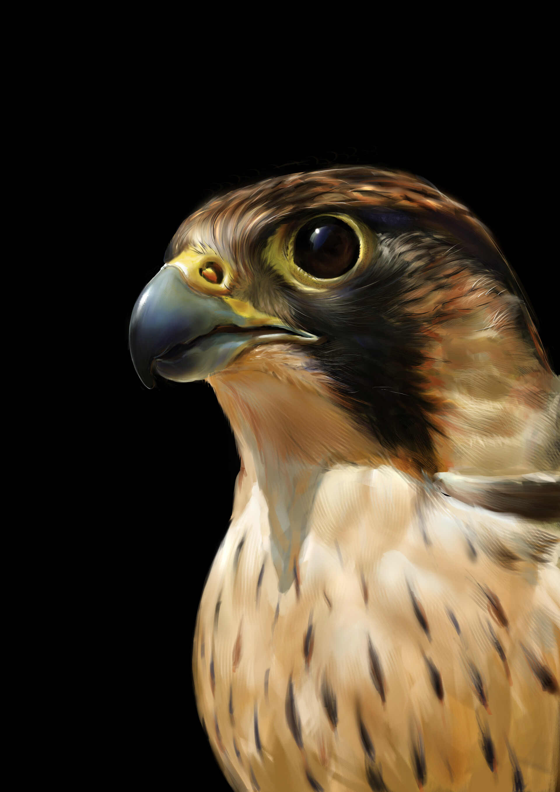 ArtStation - Falcon study