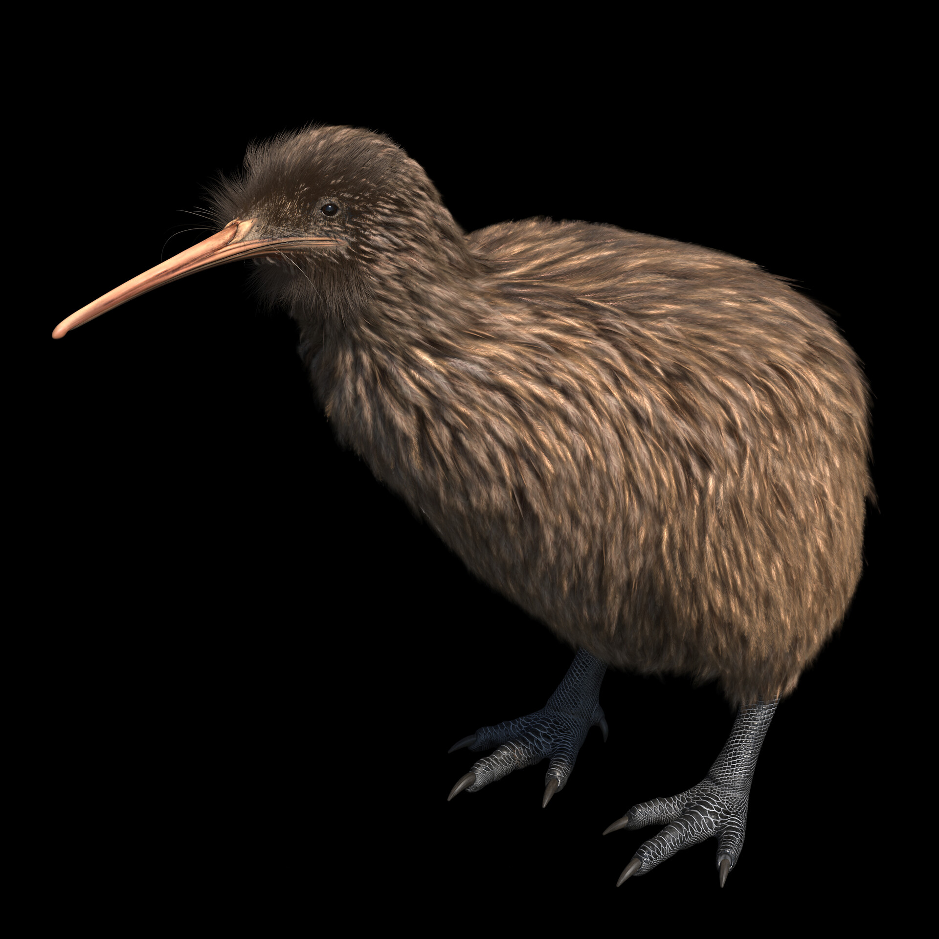 ArtStation - Kiwi bird