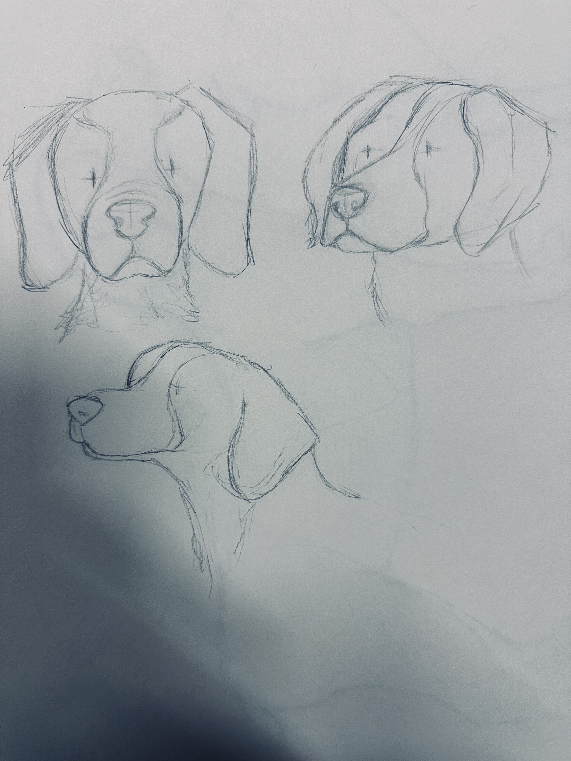 Danielle Dukofsky - Planar Animal Sculpture