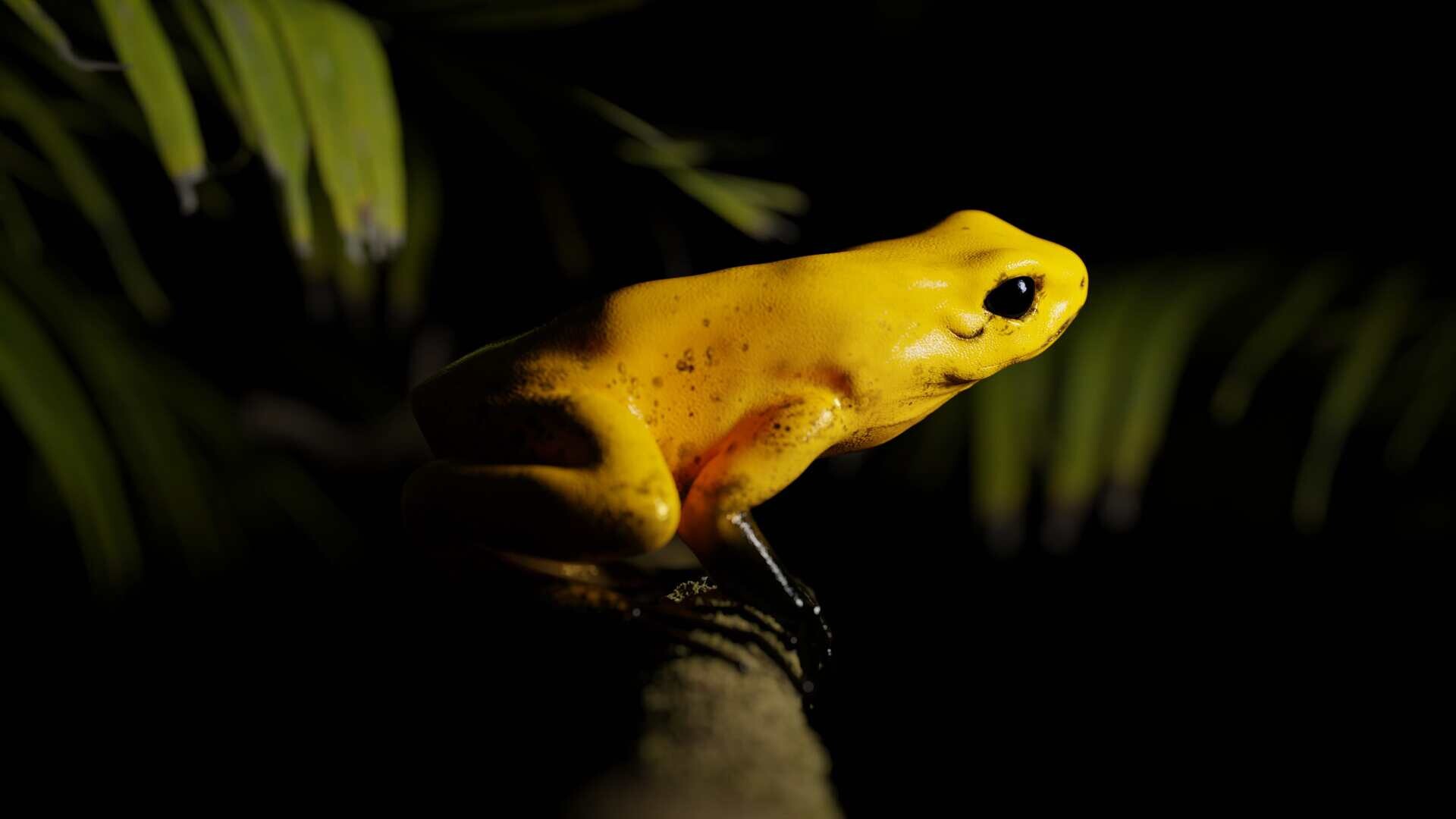 Waveus - 3D ARROW FROG